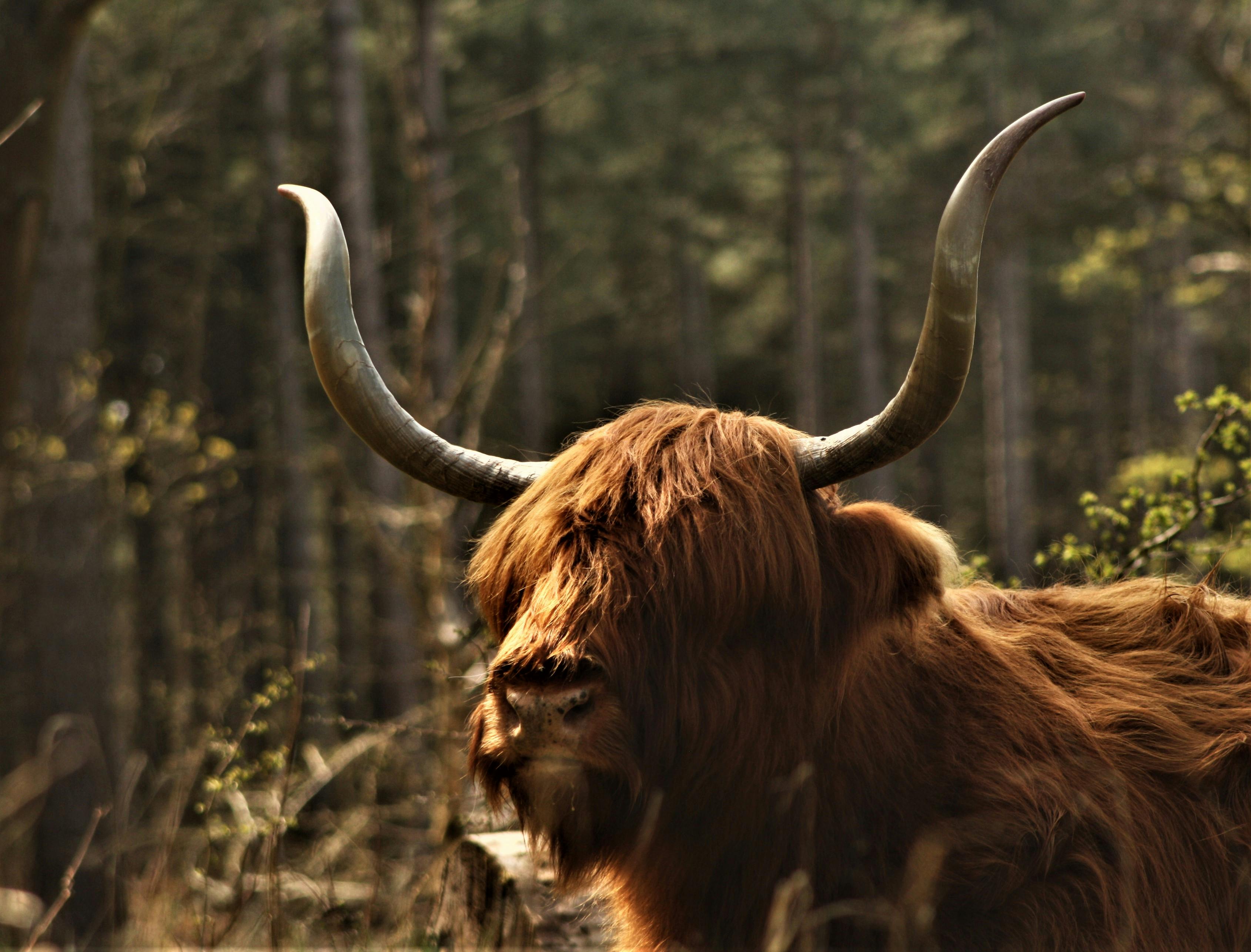 Close-Up Shot of Lying Guzerat · Free Stock Photo