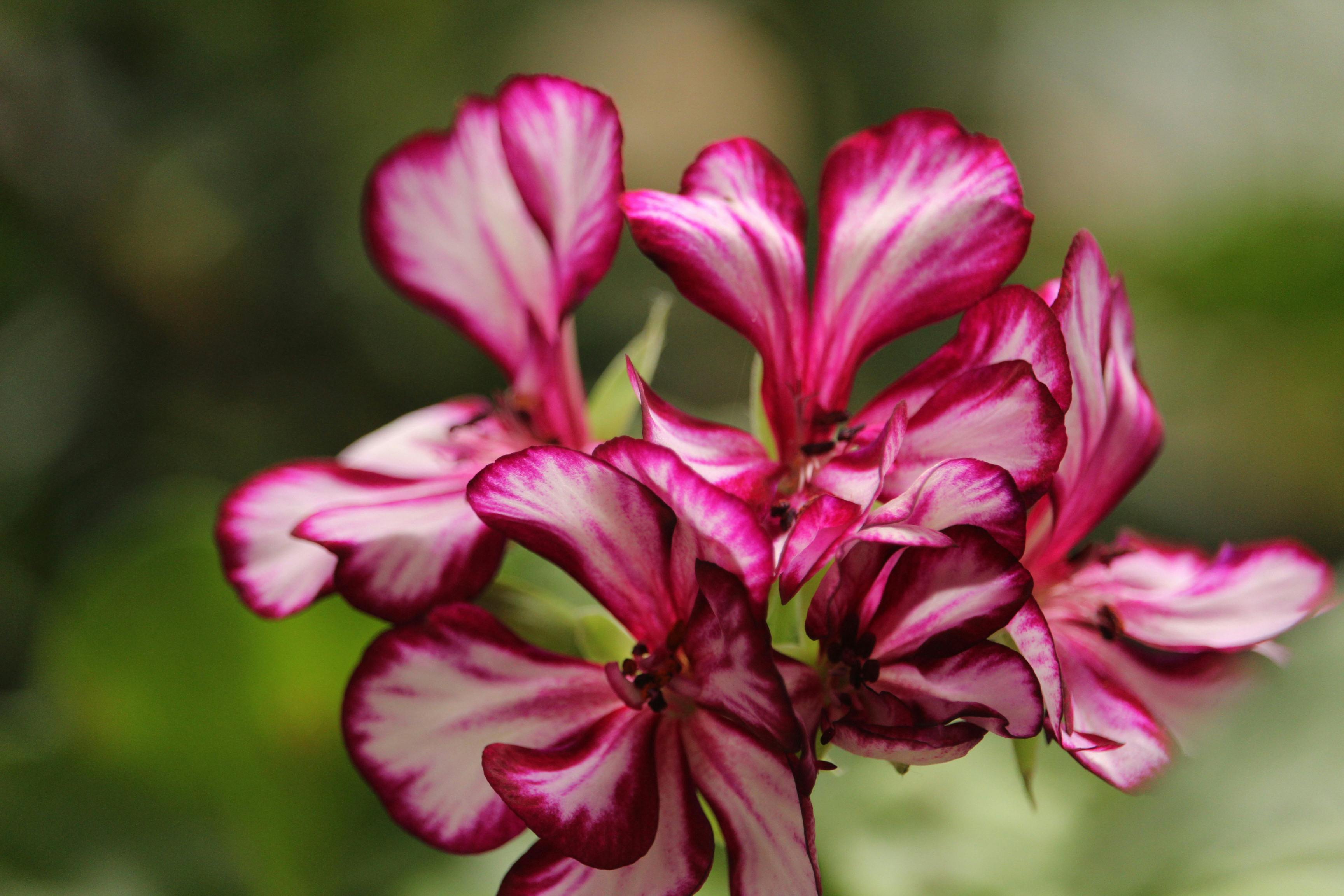 Close-Up Photo of Pink Ivy Geranium Flowers · Free Stock Photo