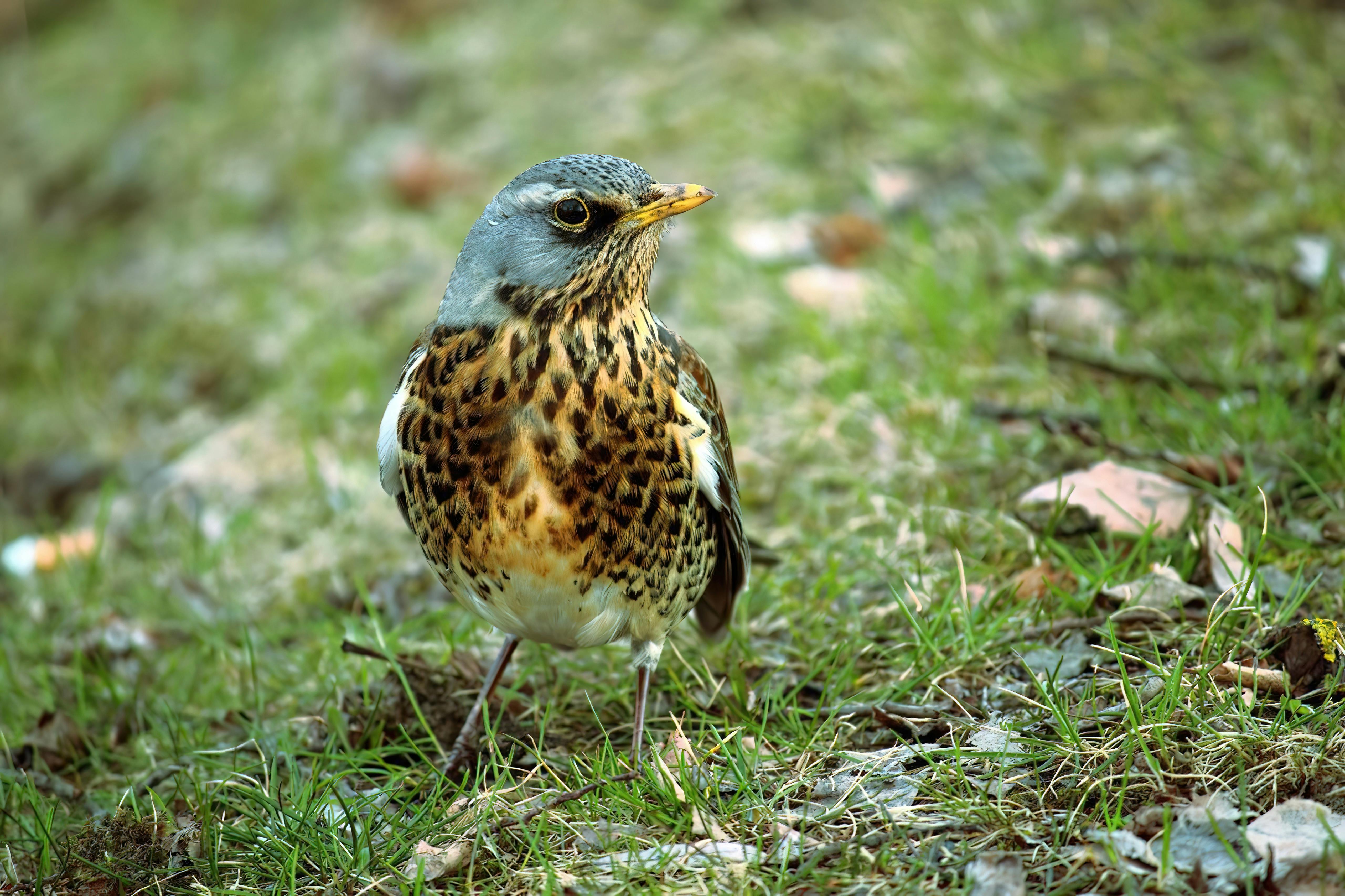 Close-Up Photograph of Fieldfare Bird on the Grass · Free Stock Photo