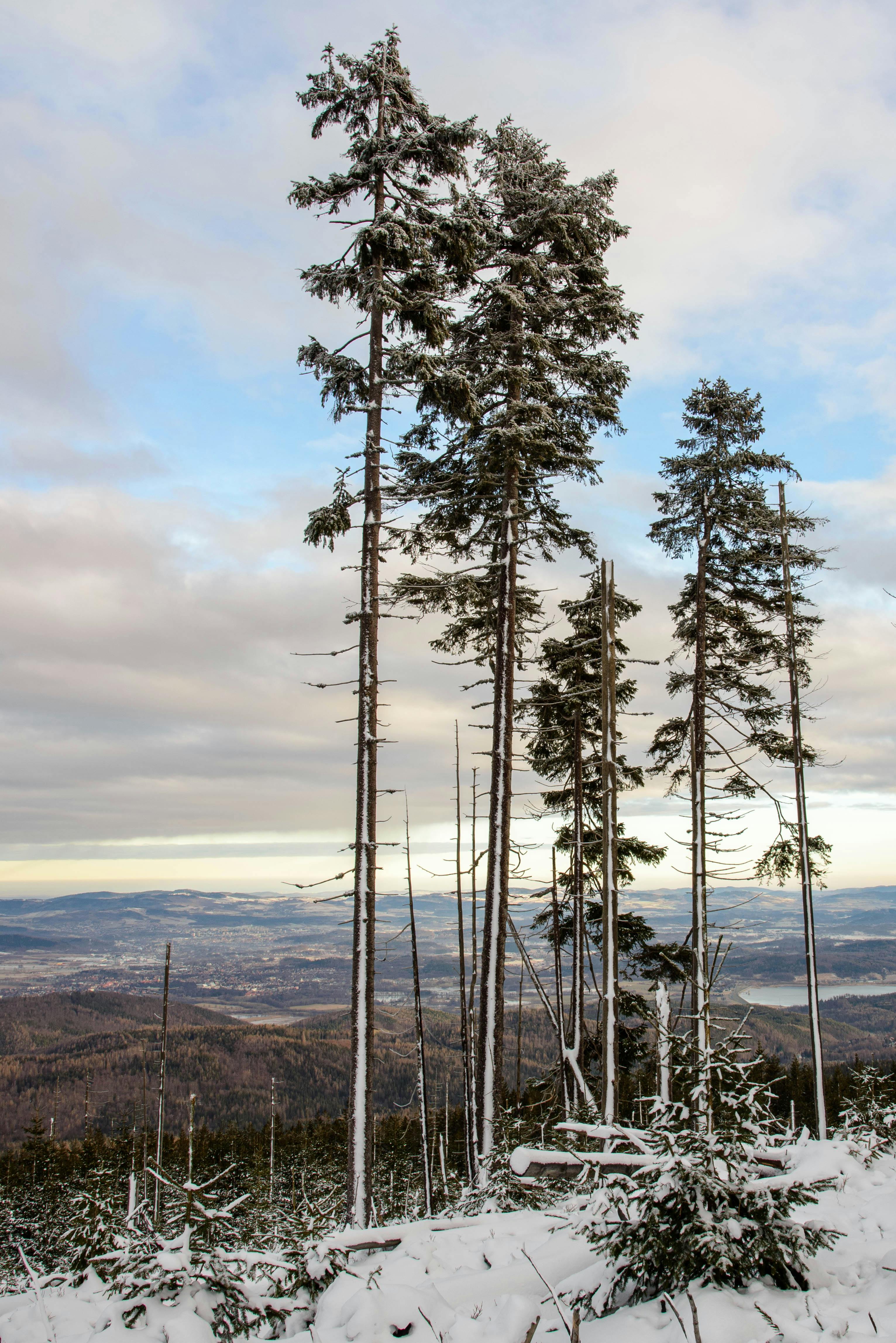 Snow on Tall Trees · Free Stock Photo