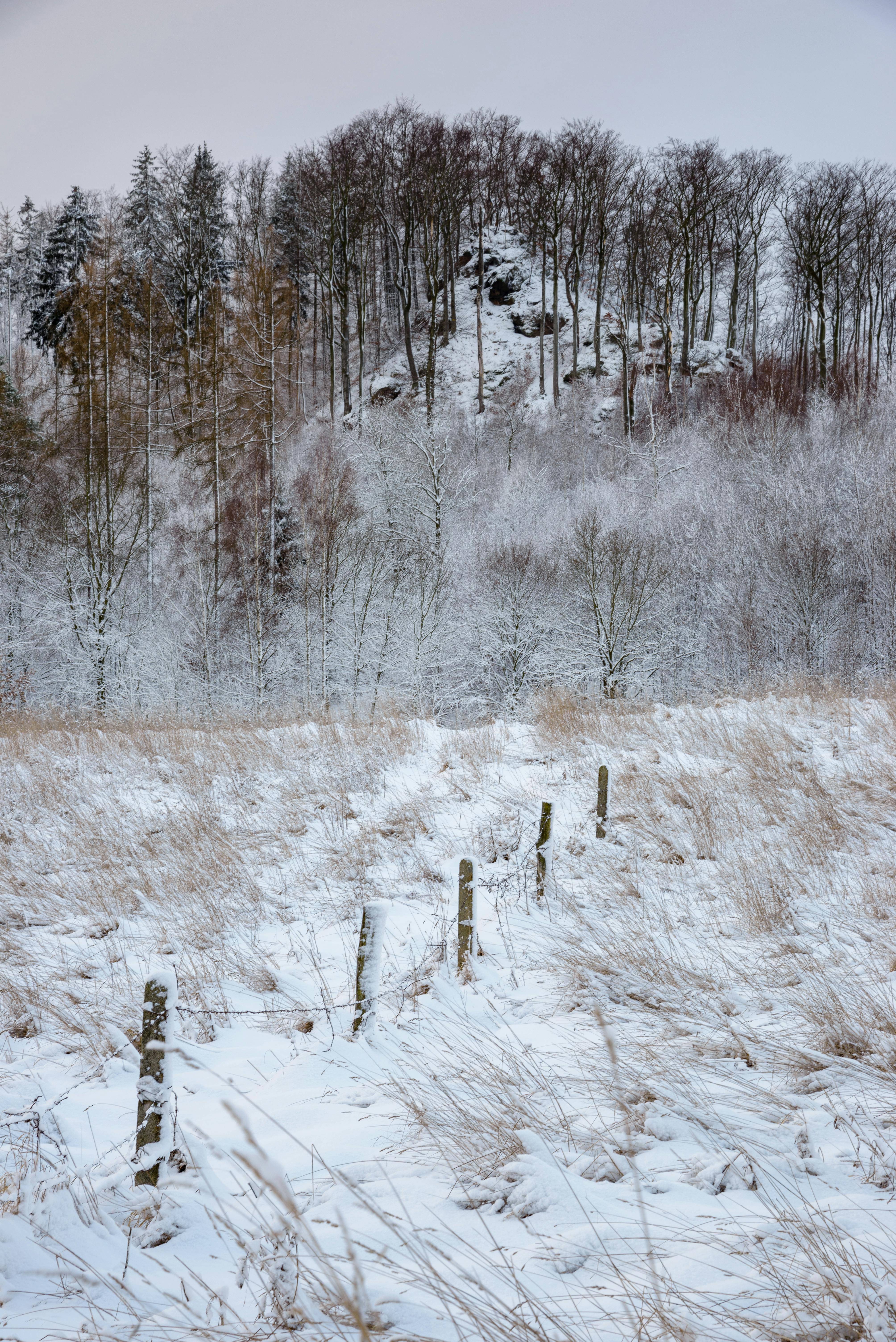 Grass and Trees Covered in Snow · Free Stock Photo