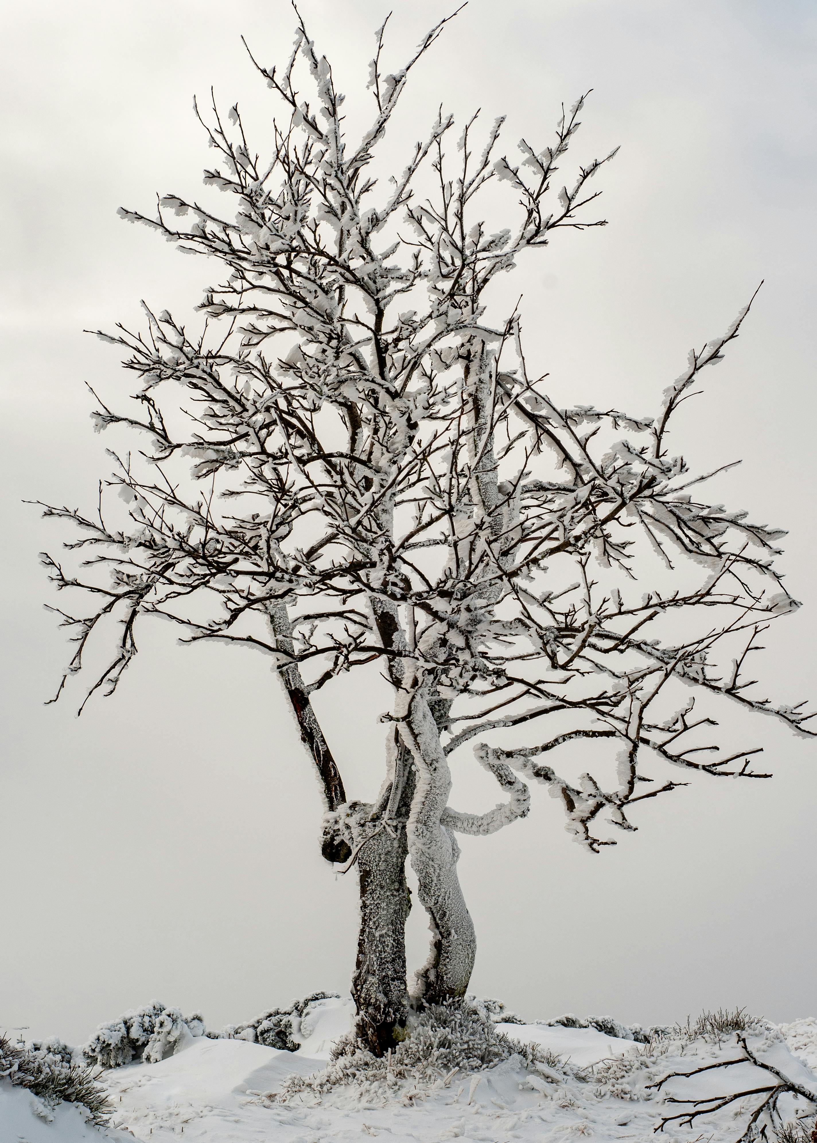Leafless Tree Covered With Snow · Free Stock Photo