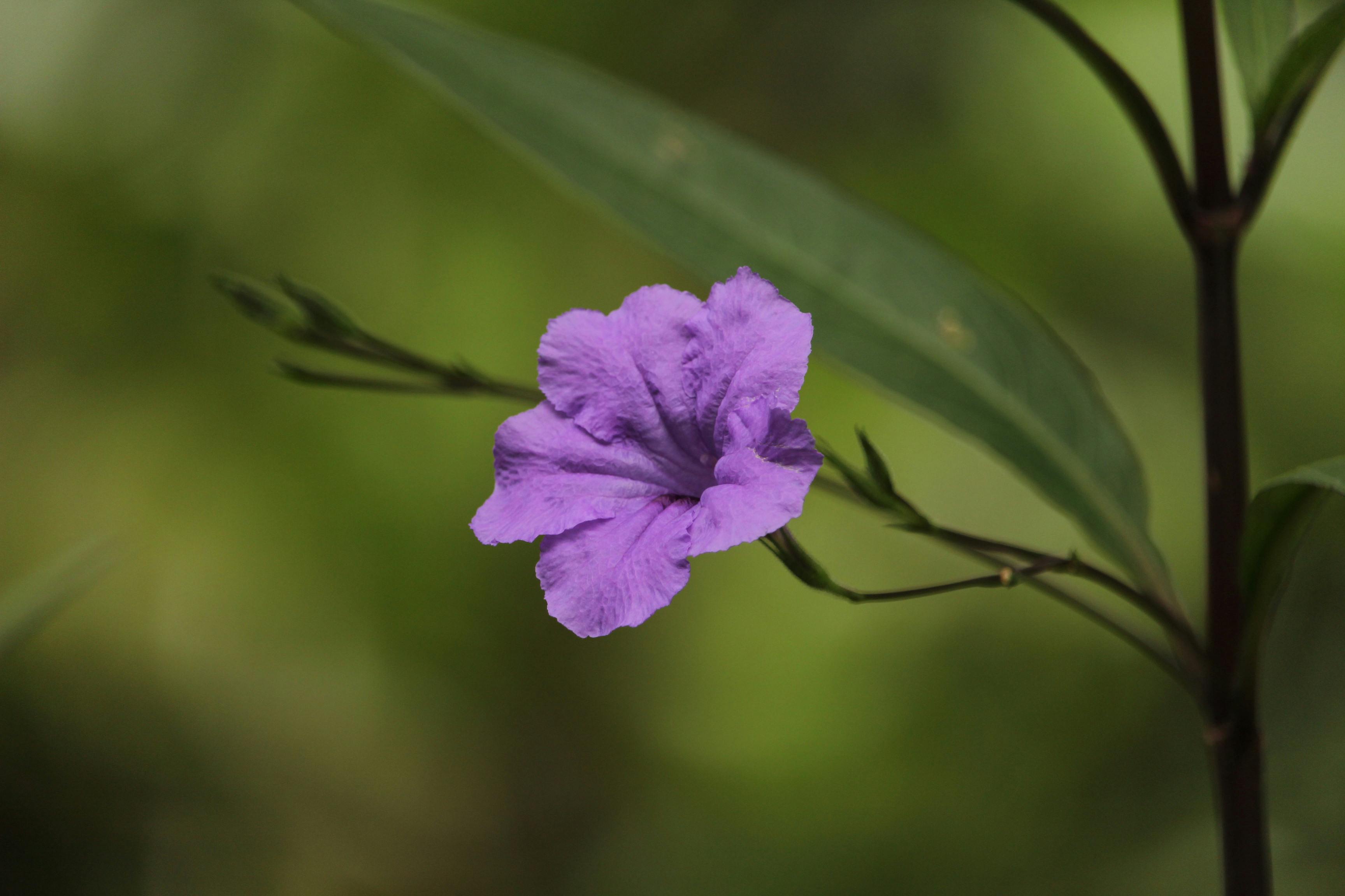 Close-Up Photograph of a Purple Flower · Free Stock Photo