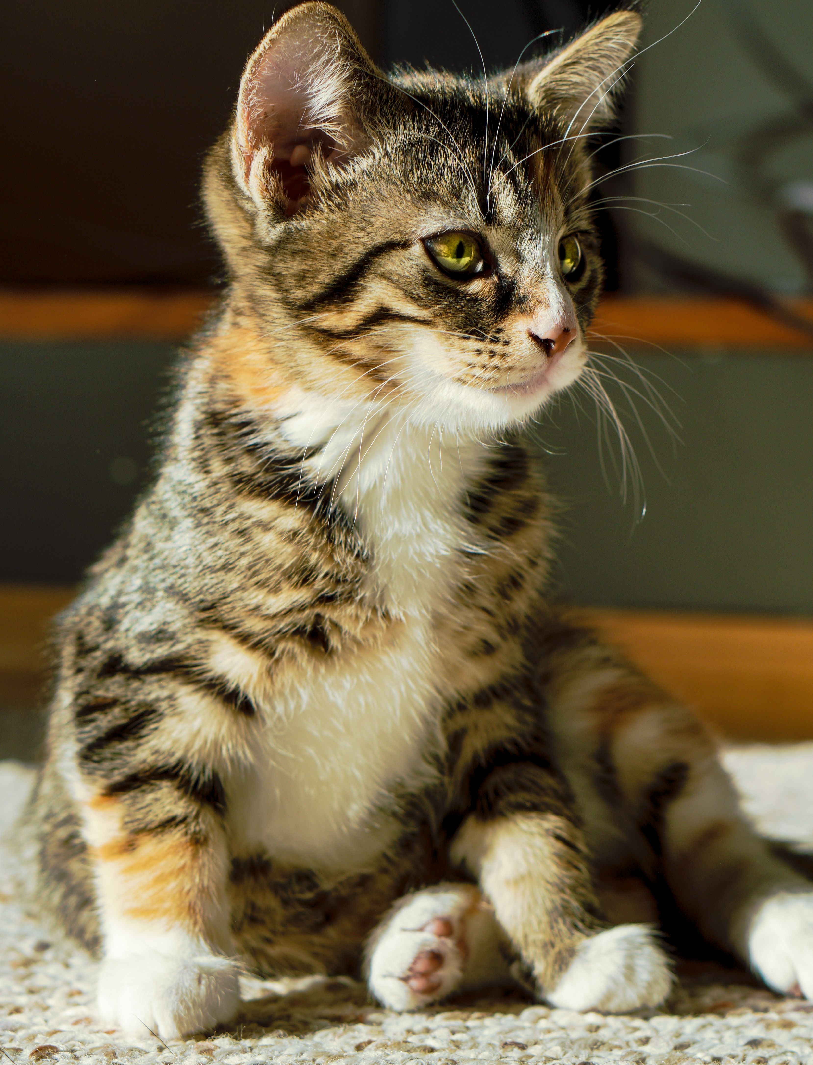 A Tabby Cat Near Chain Link Fence · Free Stock Photo