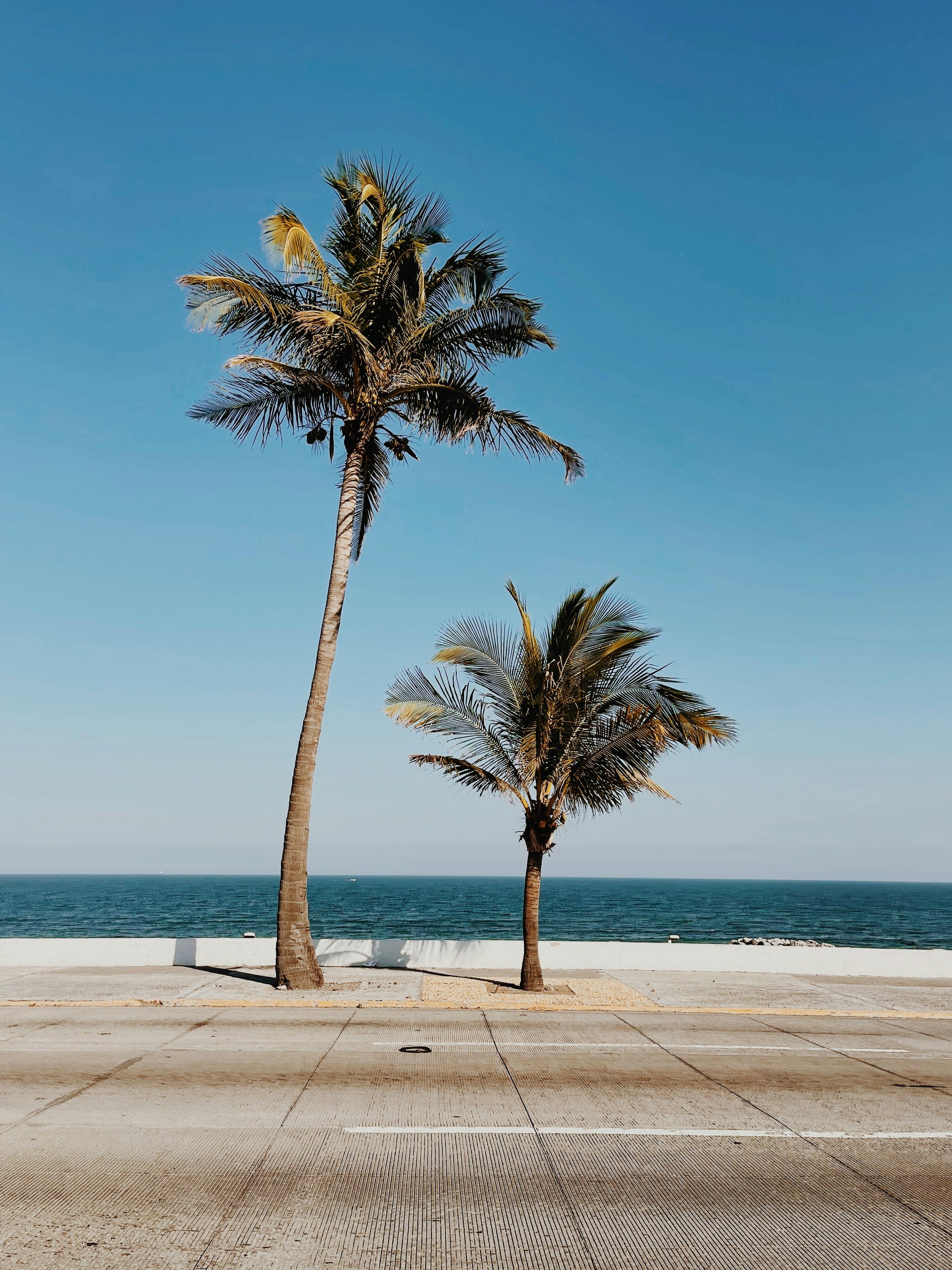 Palm Trees on the Side of the Road · Free Stock Photo