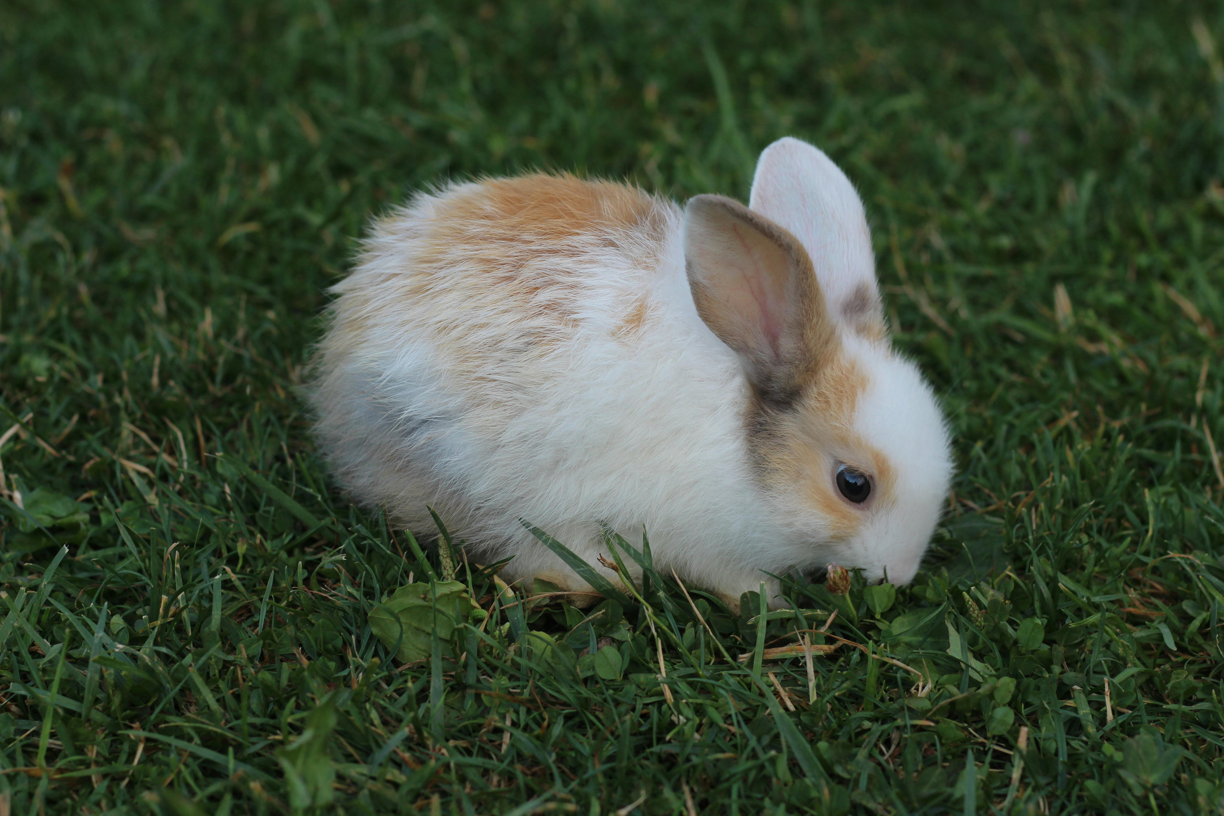 Close-up Photo of Bunnies · Free Stock Photo