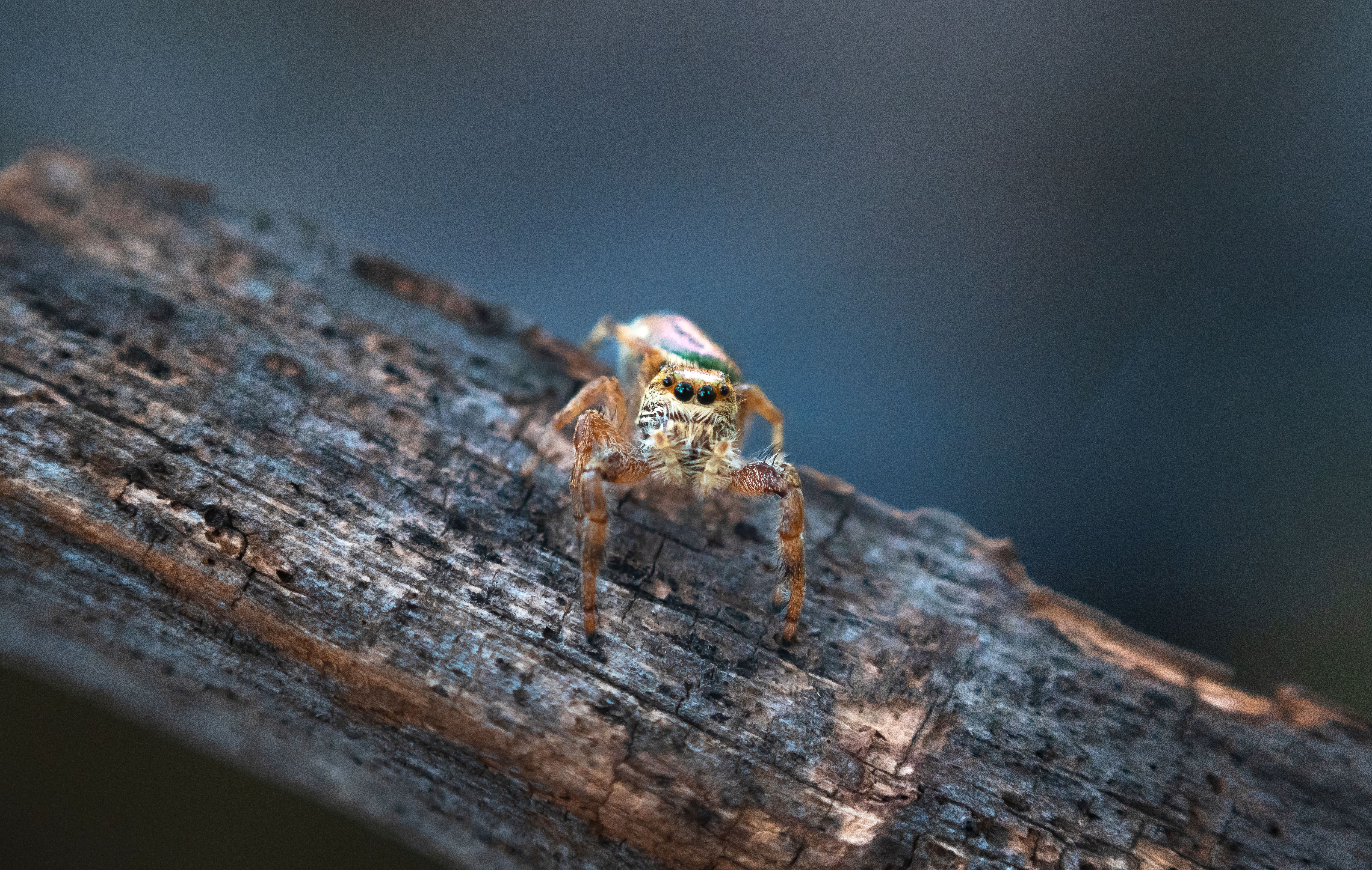 Tarantula In Close-up Photography · Free Stock Photo