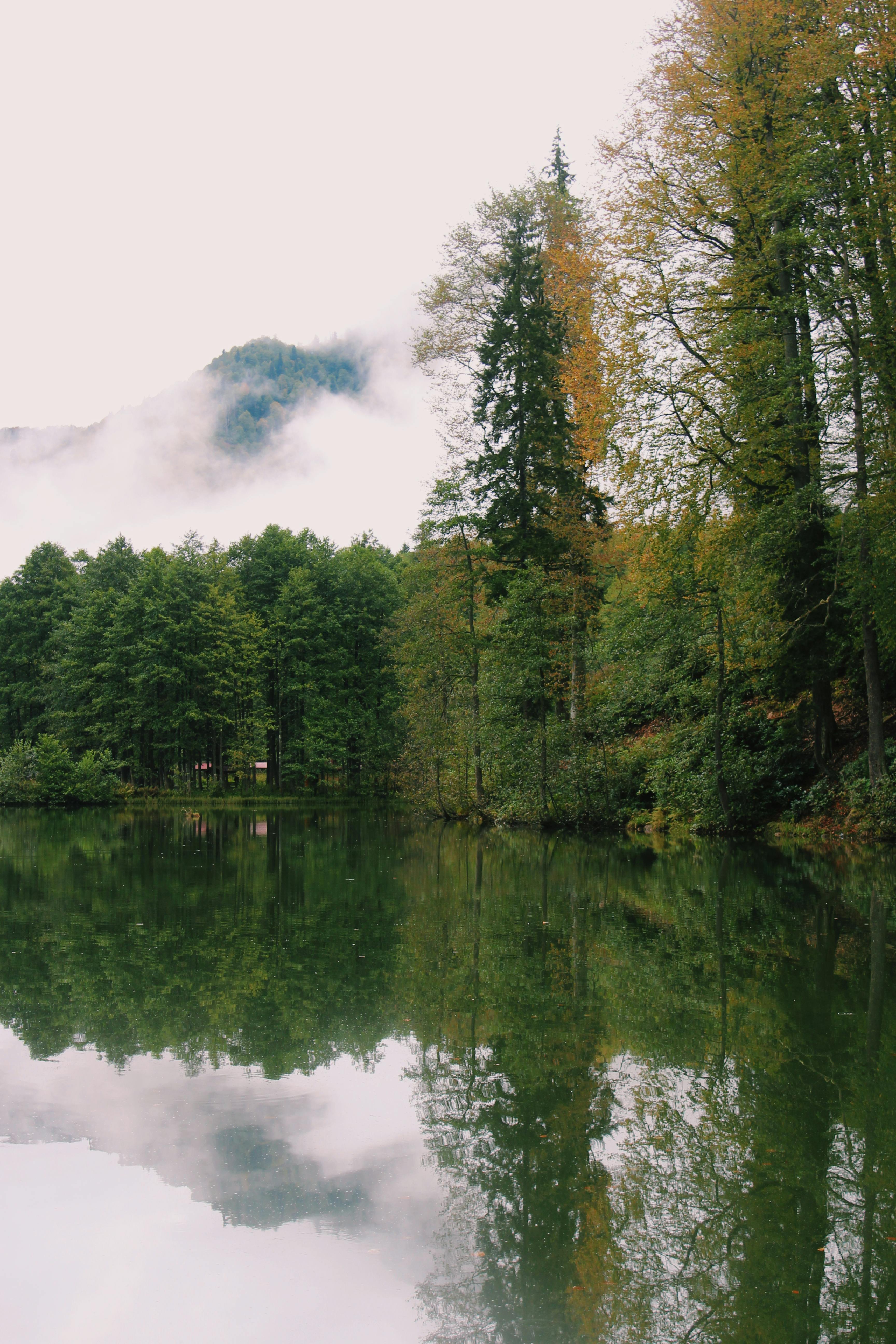 Green Trees Beside Body of Water · Free Stock Photo
