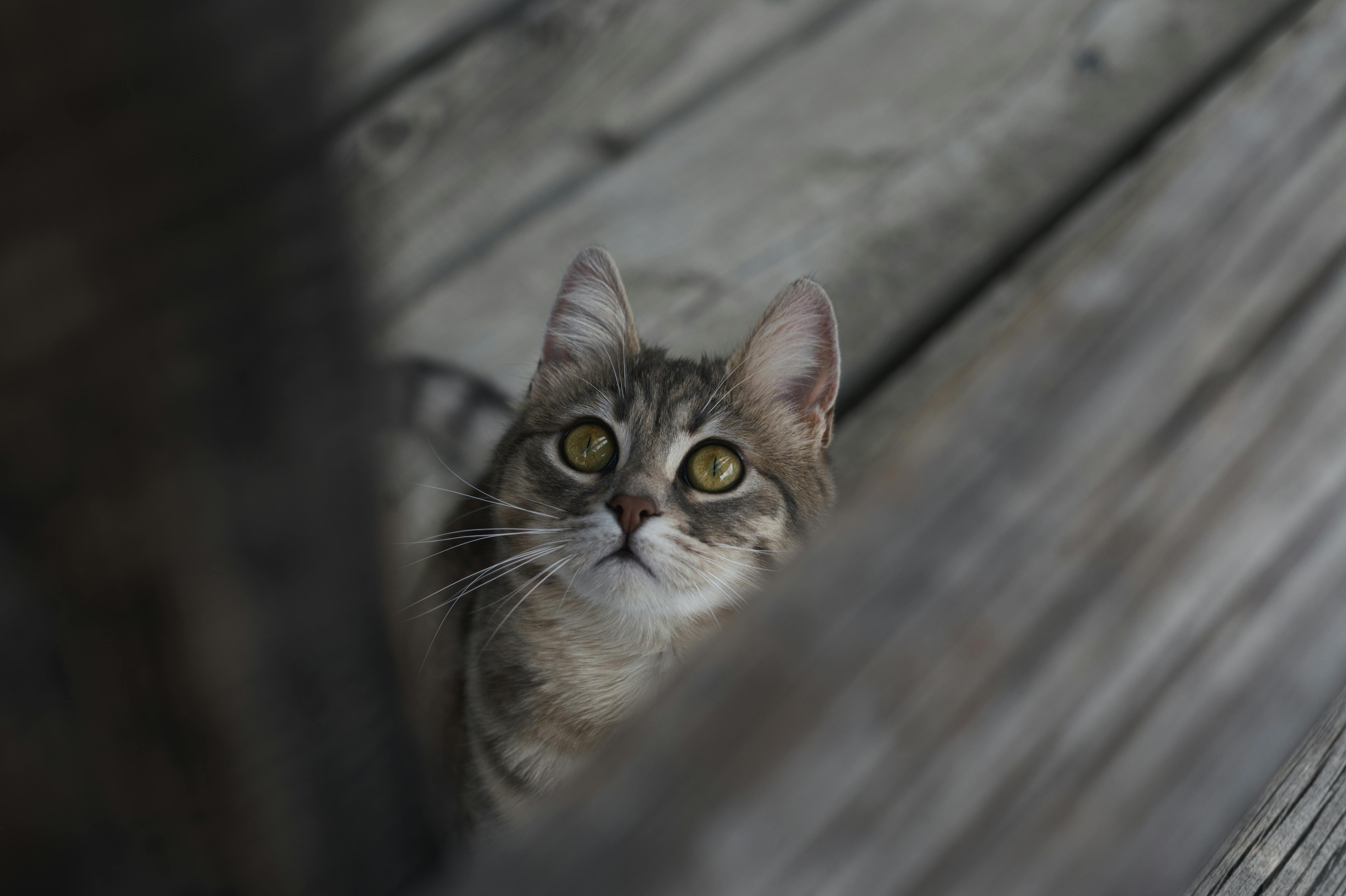 Cat Looking up · Free Stock Photo