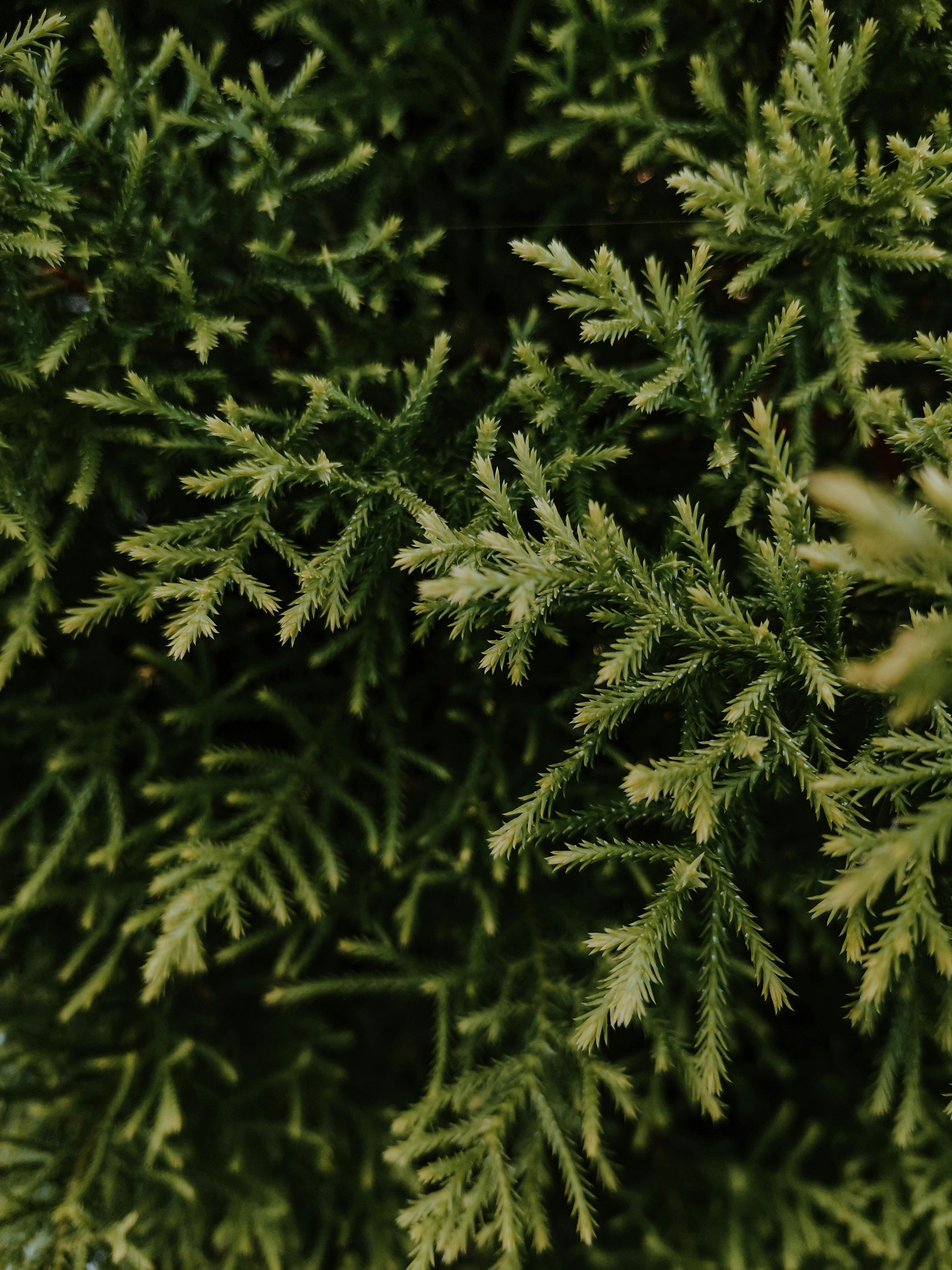 Close-up of Conifer Tree Branches · Free Stock Photo
