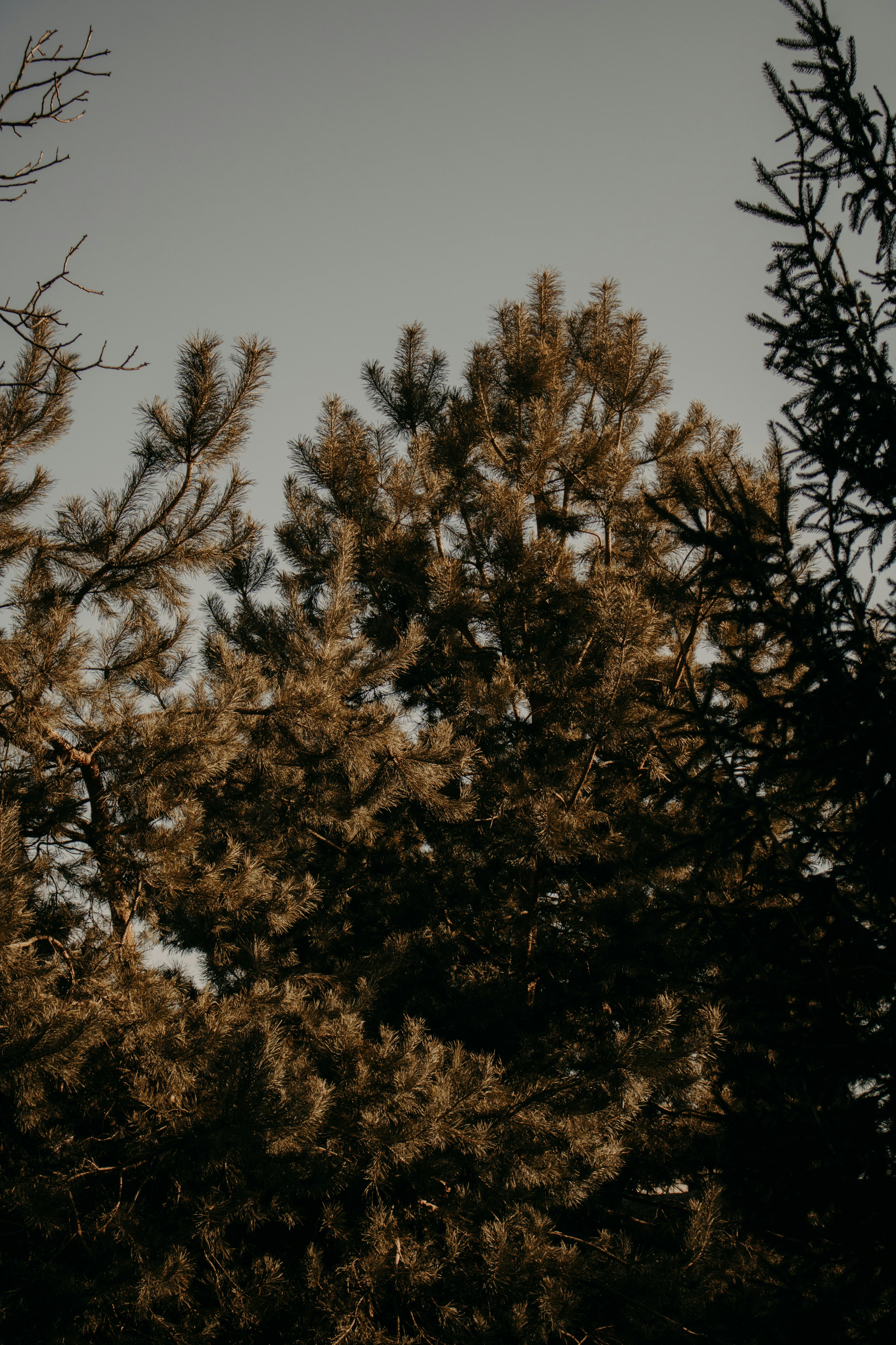 Photo of Conifer Trees · Free Stock Photo