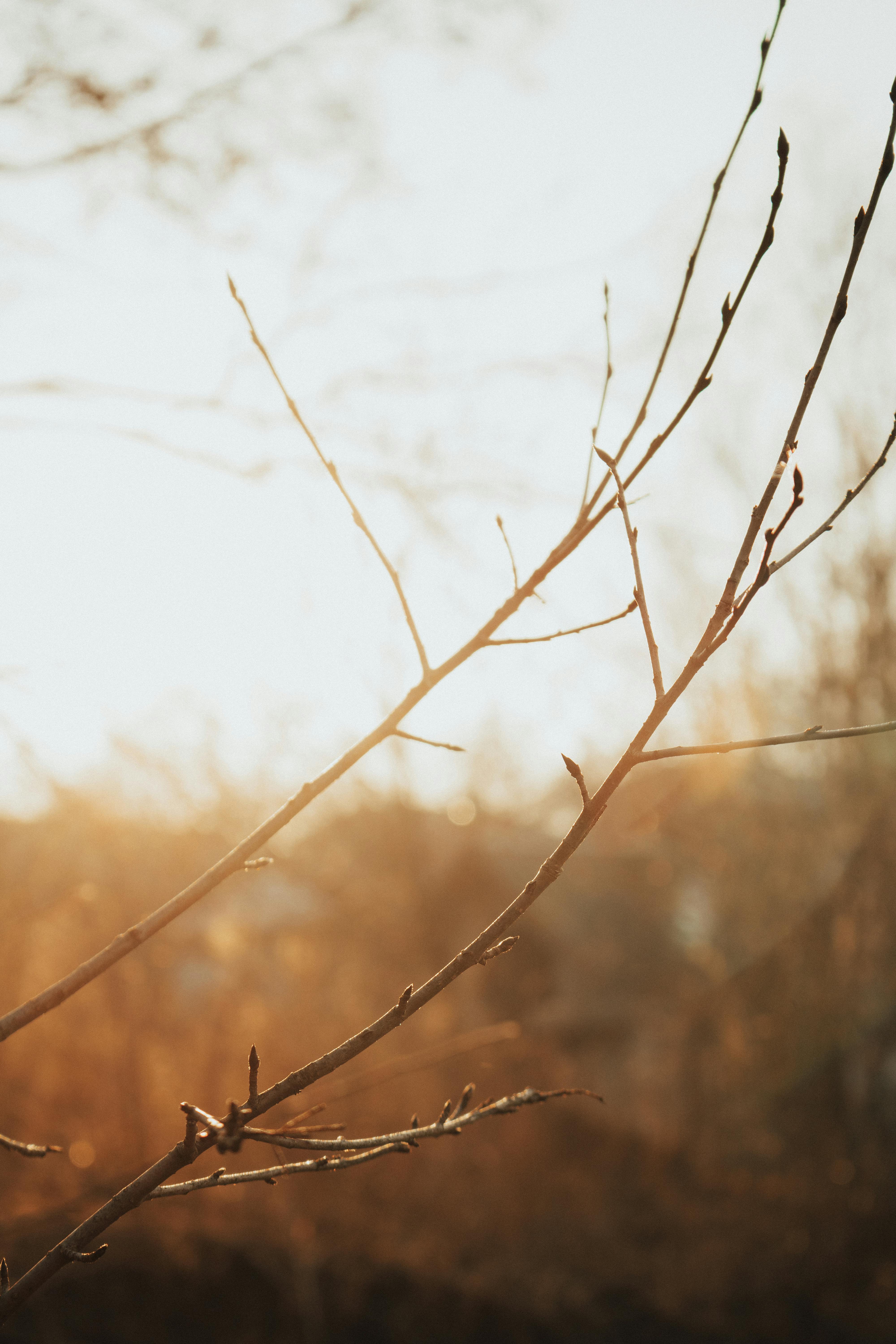 Photography of Tree Branches · Free Stock Photo