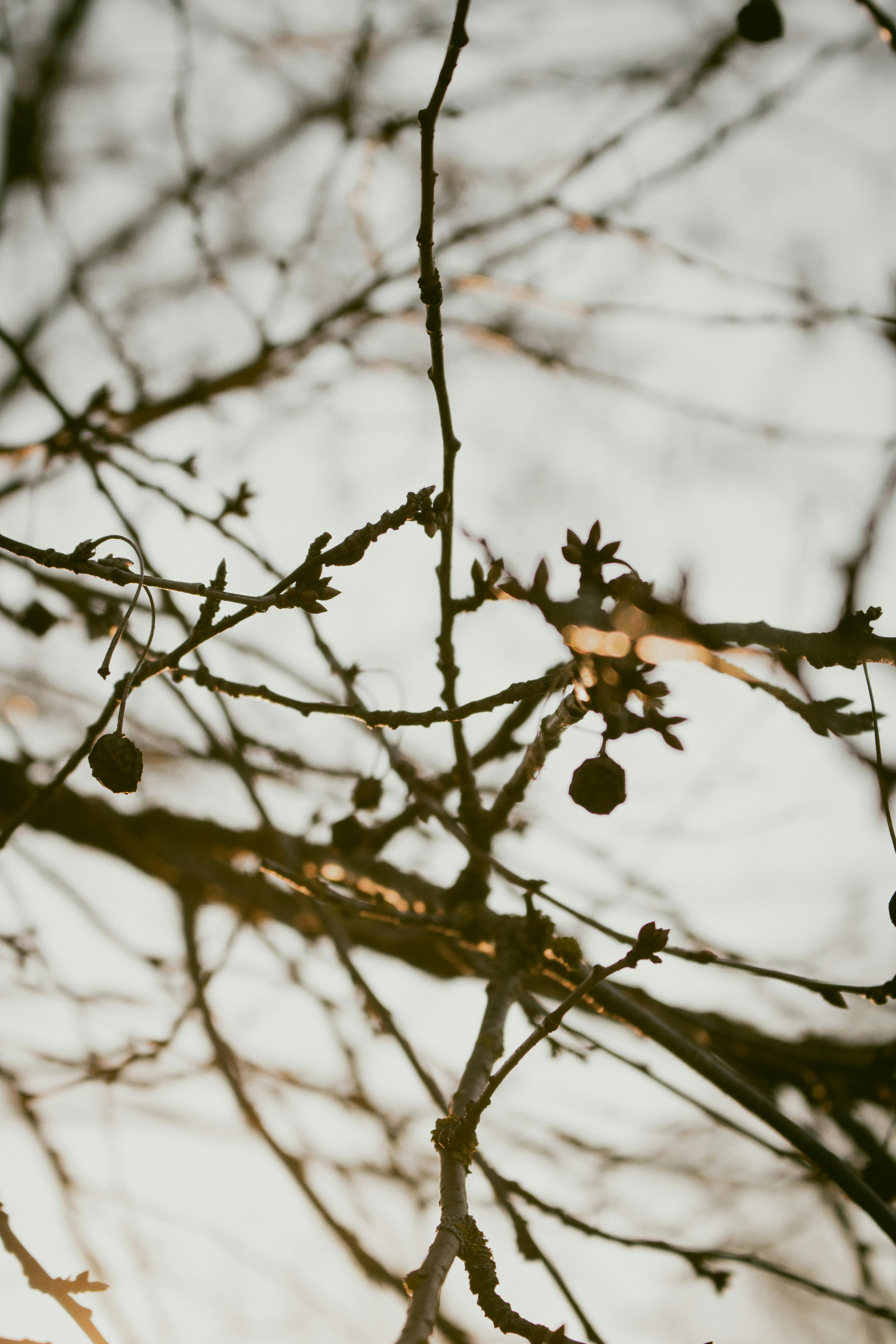 Free Tree With Branches Photos, Download Free Free Tree With Branches ...