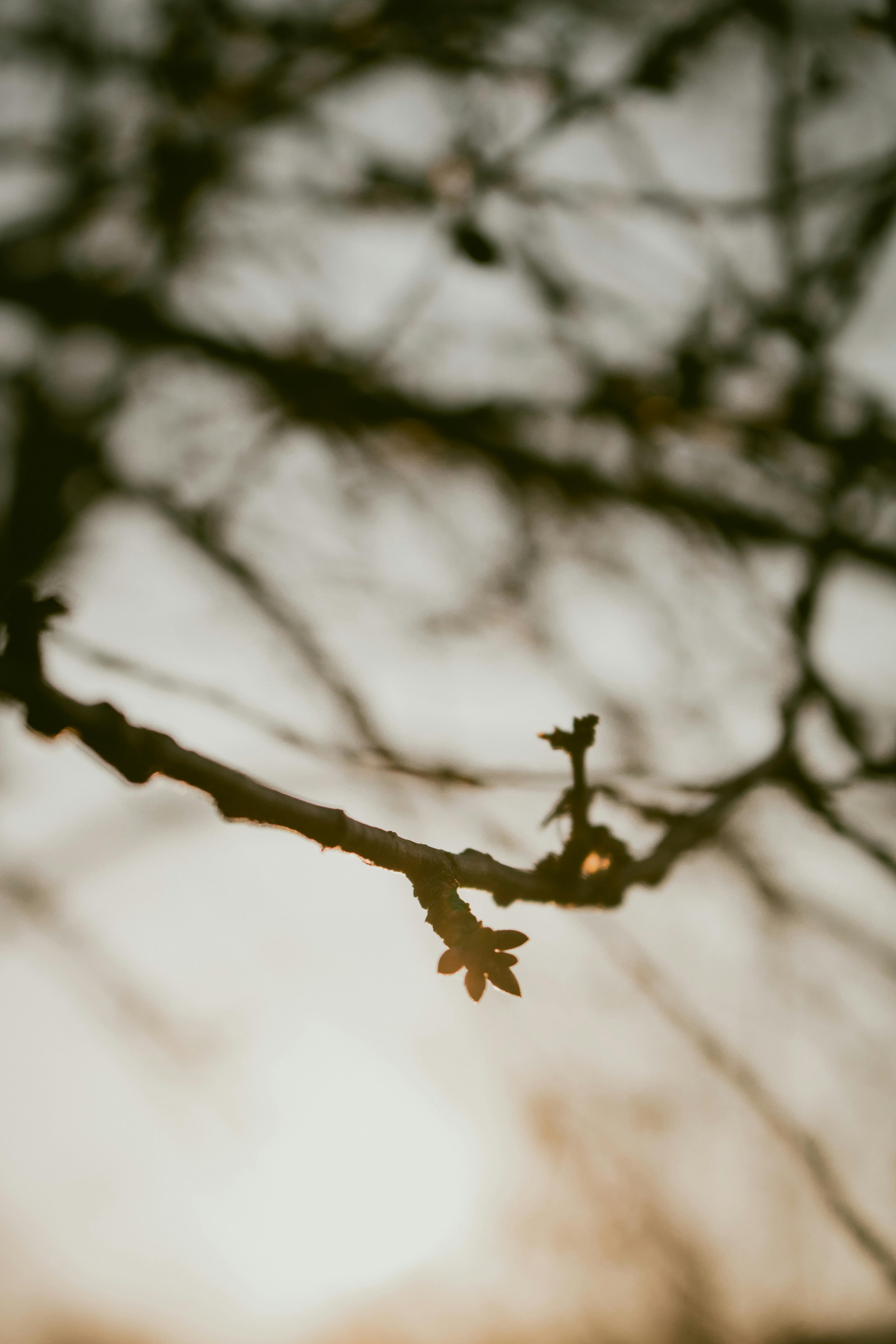 A Tree Branch Photos, Download Free A Tree Branch Stock Photos & HD Images