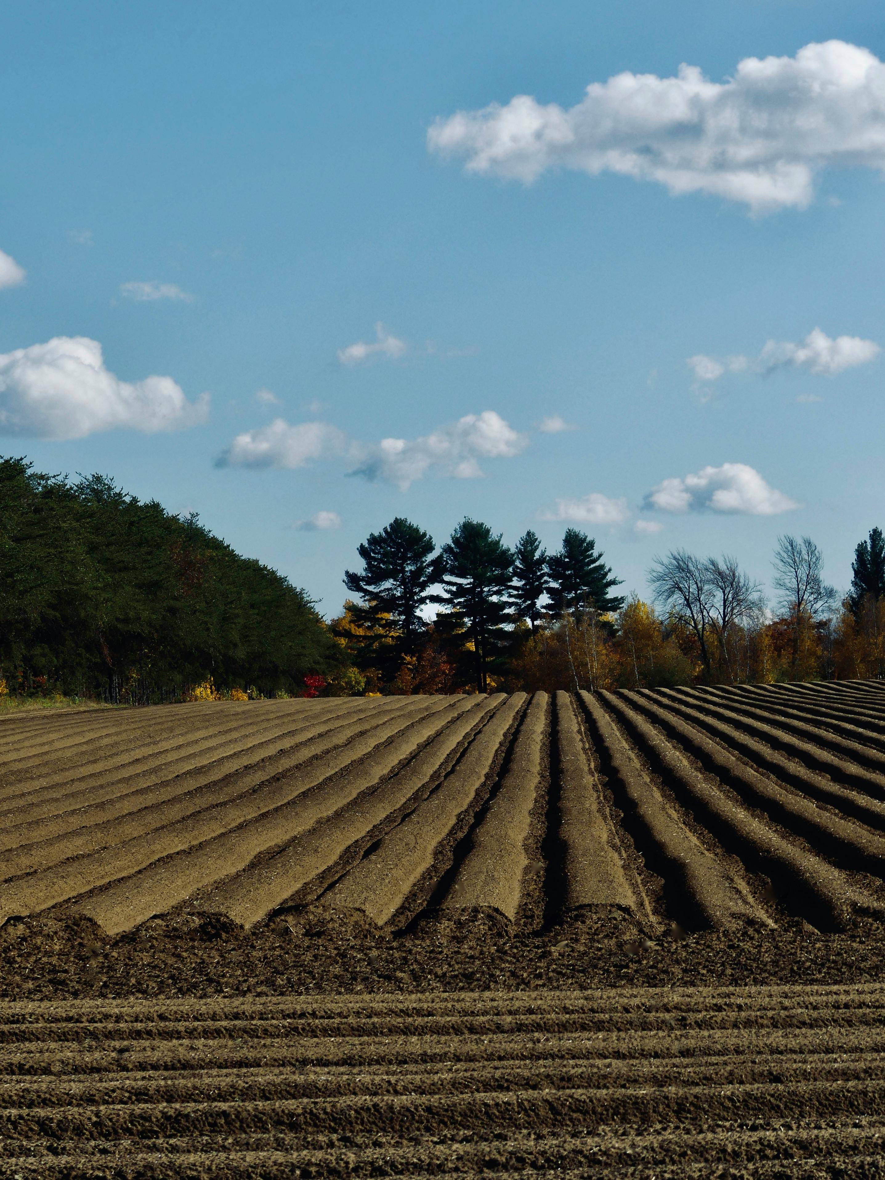 Landscape of a Cropland · Free Stock Photo