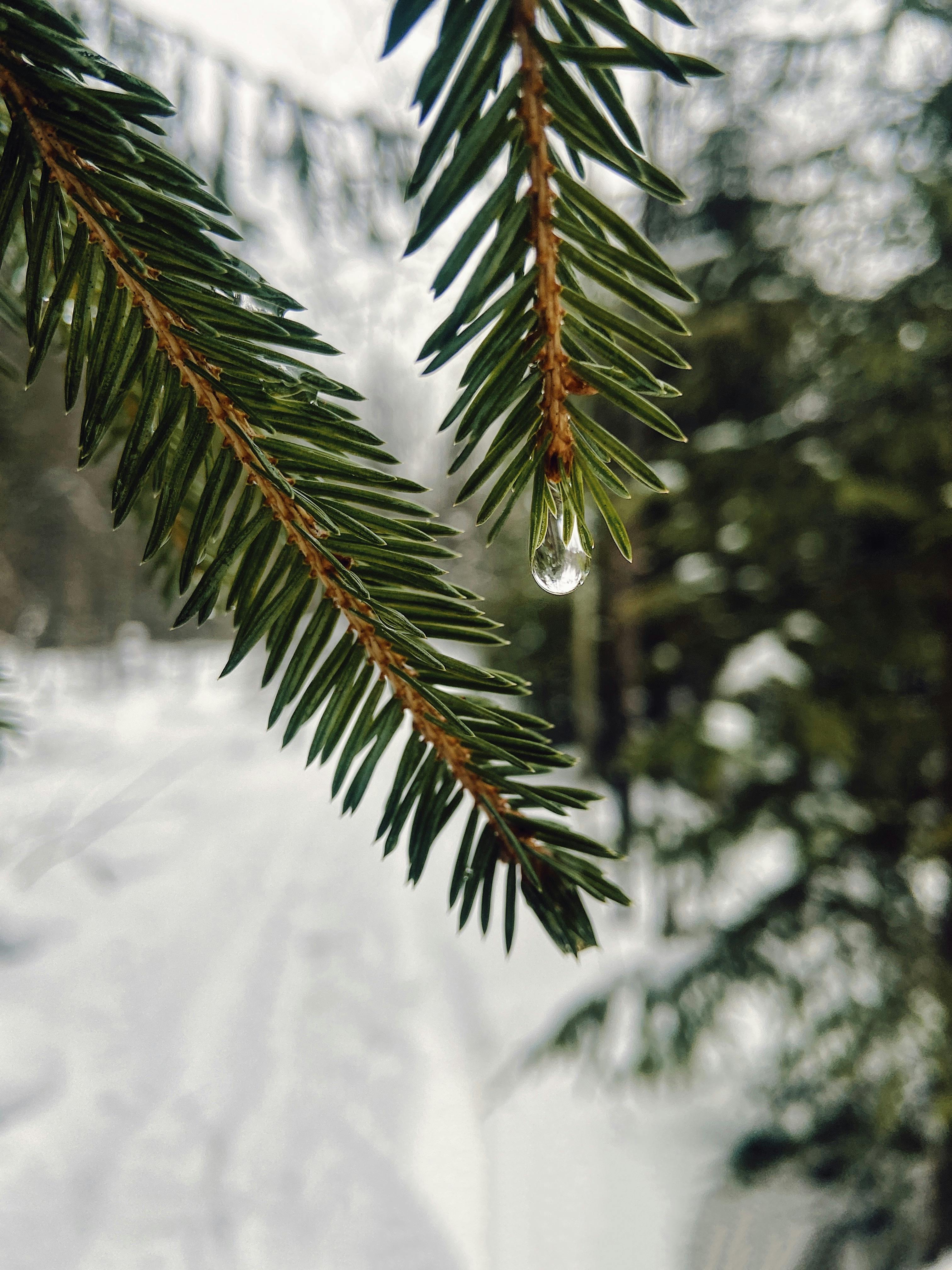 Water Droplet on Green Pine Tree · Free Stock Photo