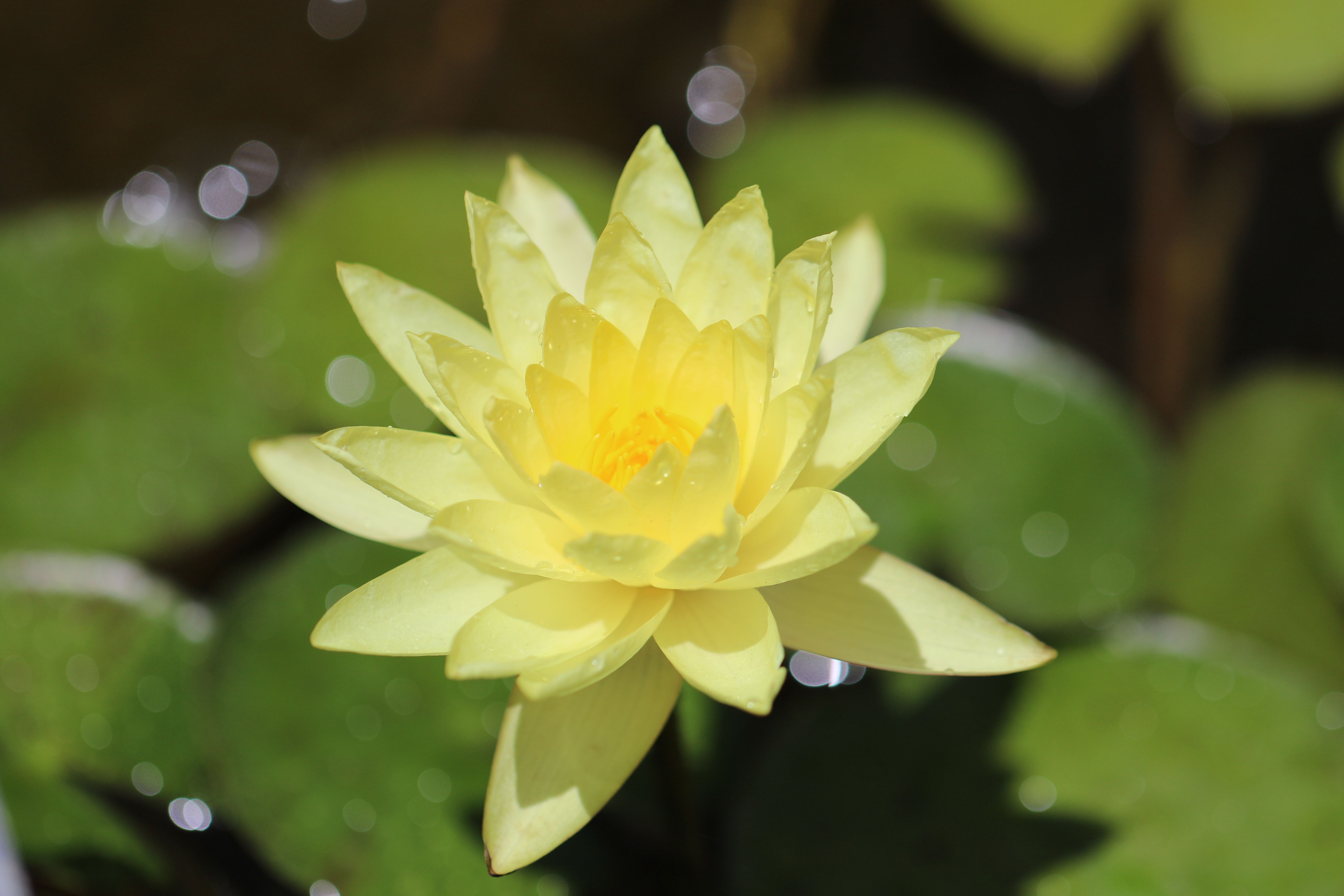 Yellow Lotus Flower in Bloom · Free Stock Photo