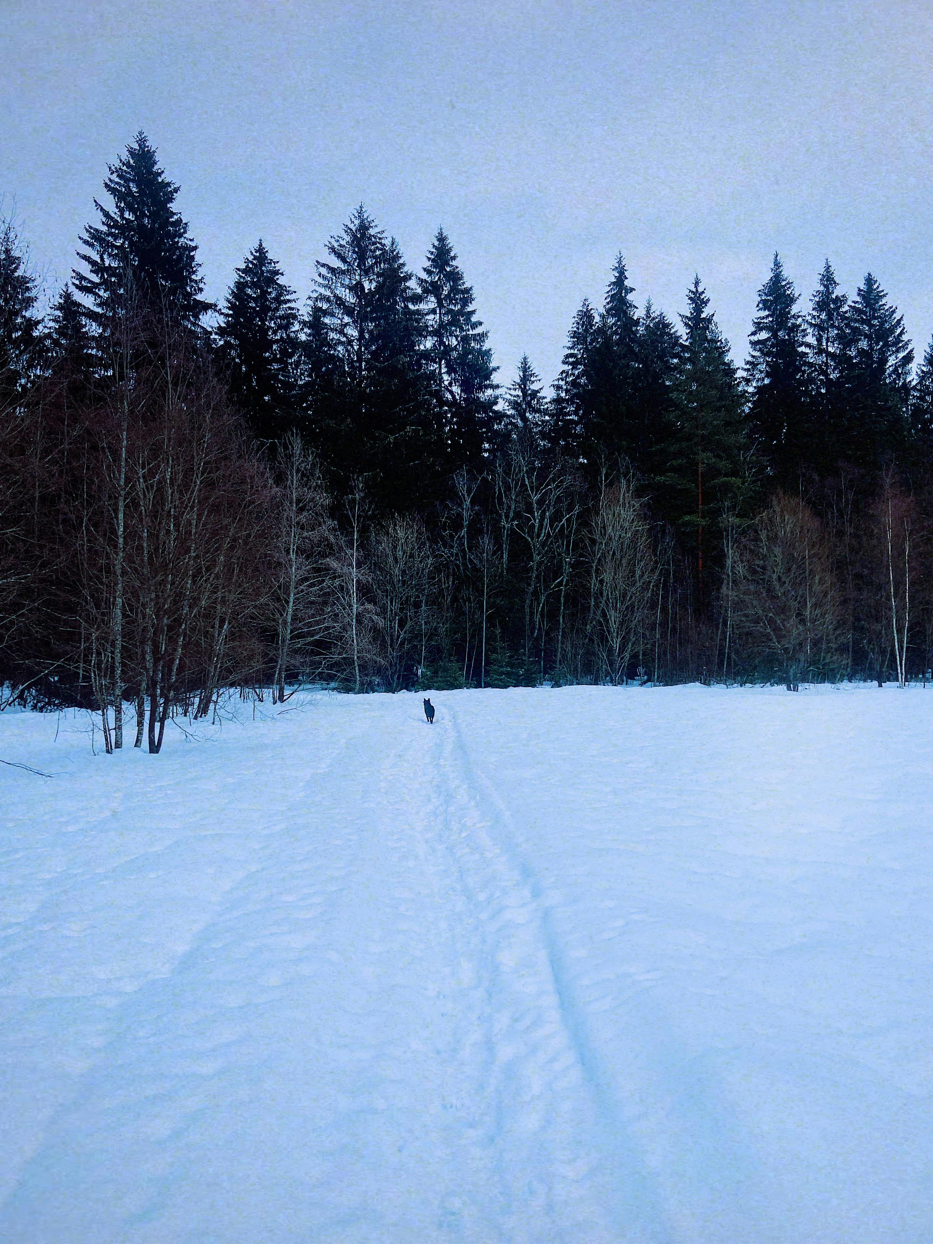 Landscape Photography of Snow Pathway Between Trees during Winter ...