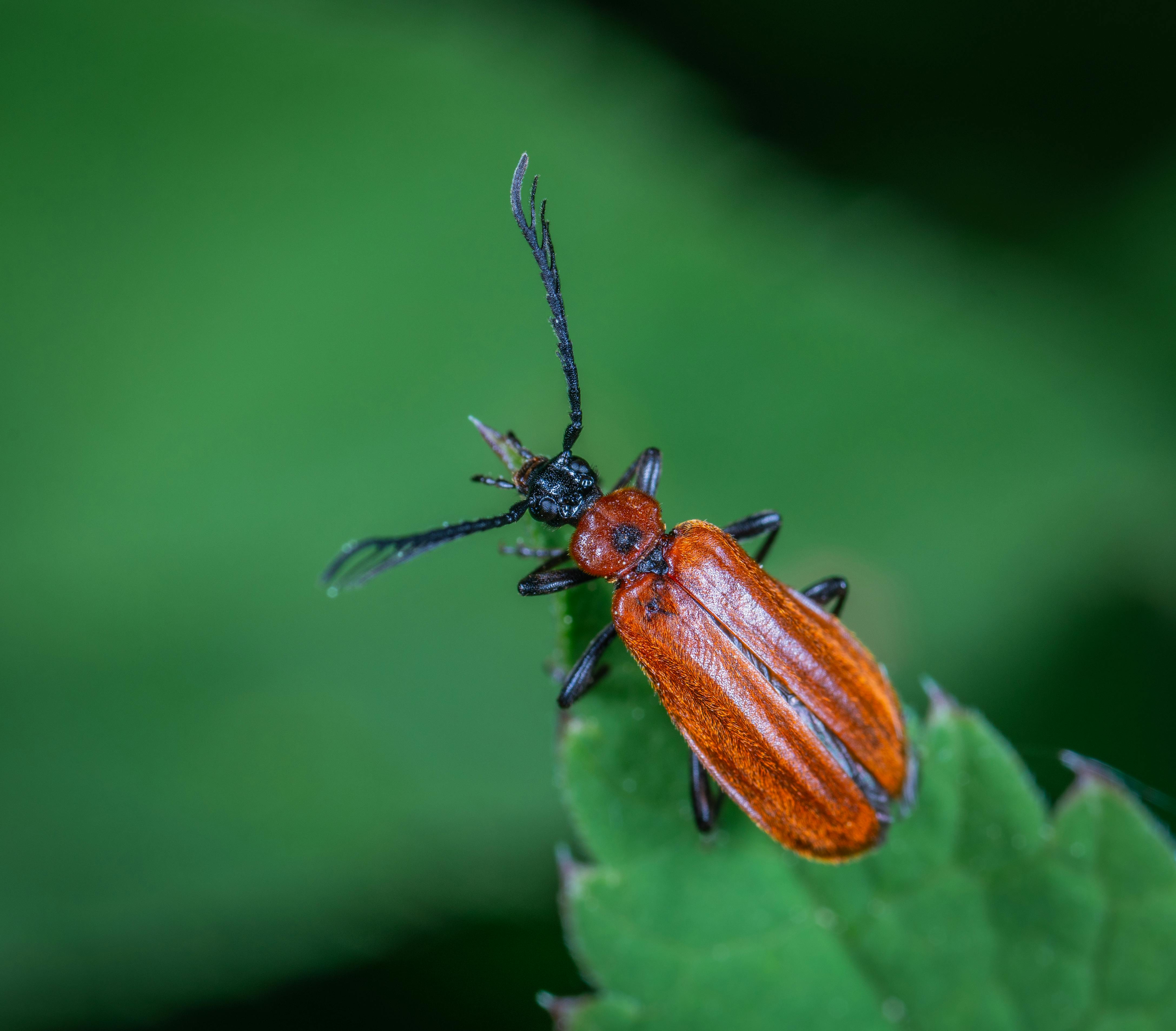 horned Beetle Perched On Green Leaf · Free Stock Photo