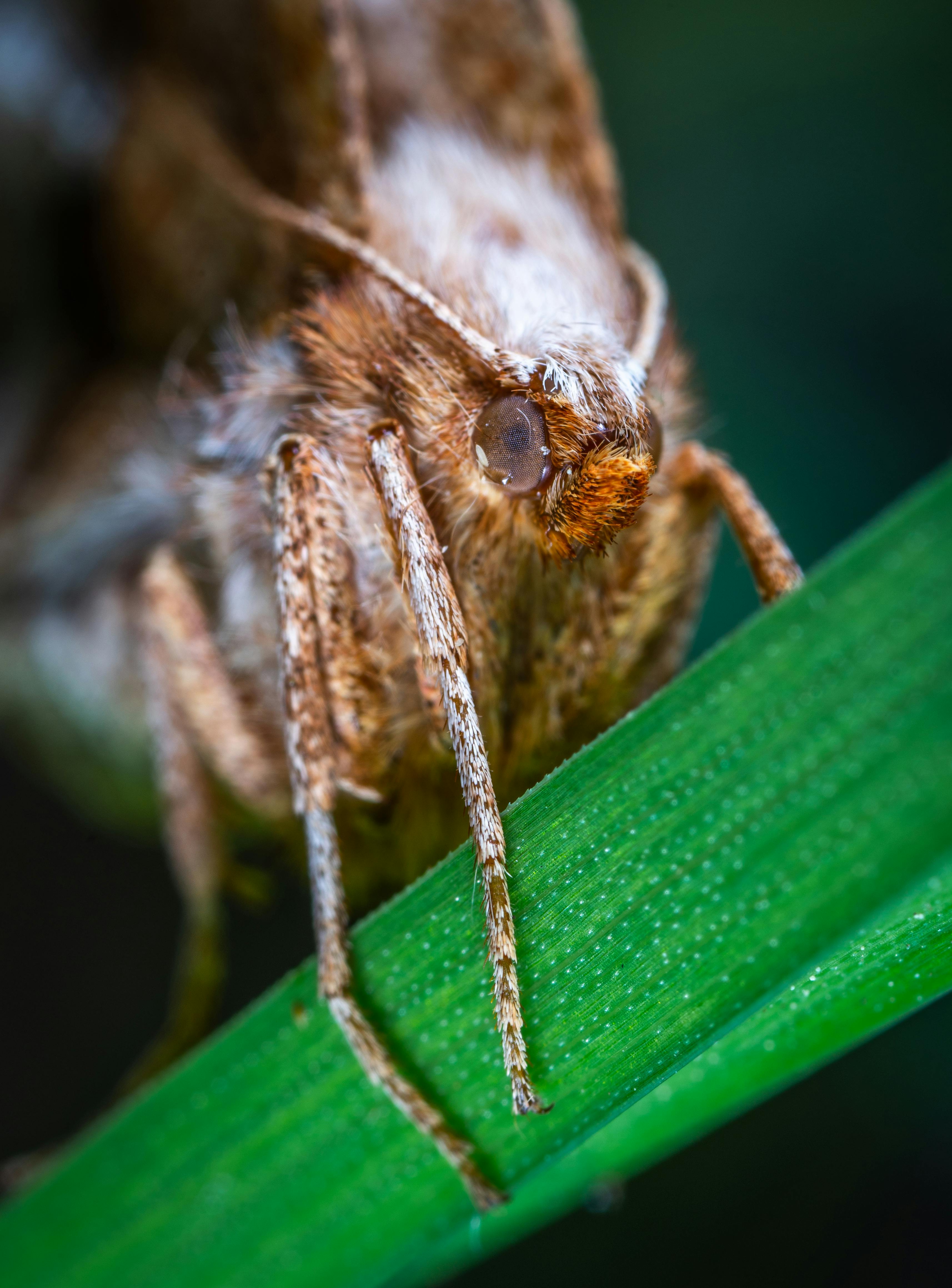 Close-up Photo Of Moth · Free Stock Photo