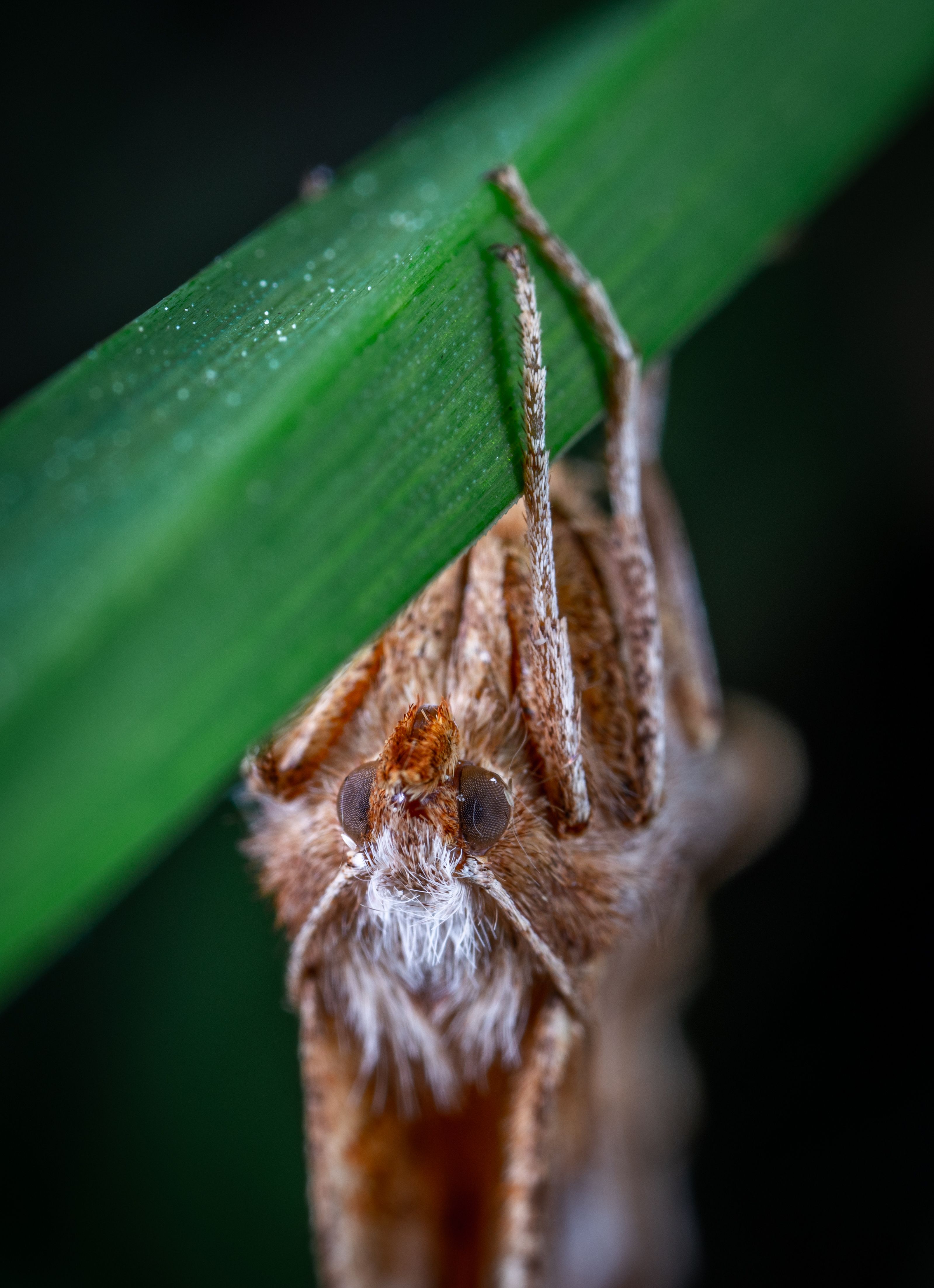 Moth On Green Leaf · Free Stock Photo