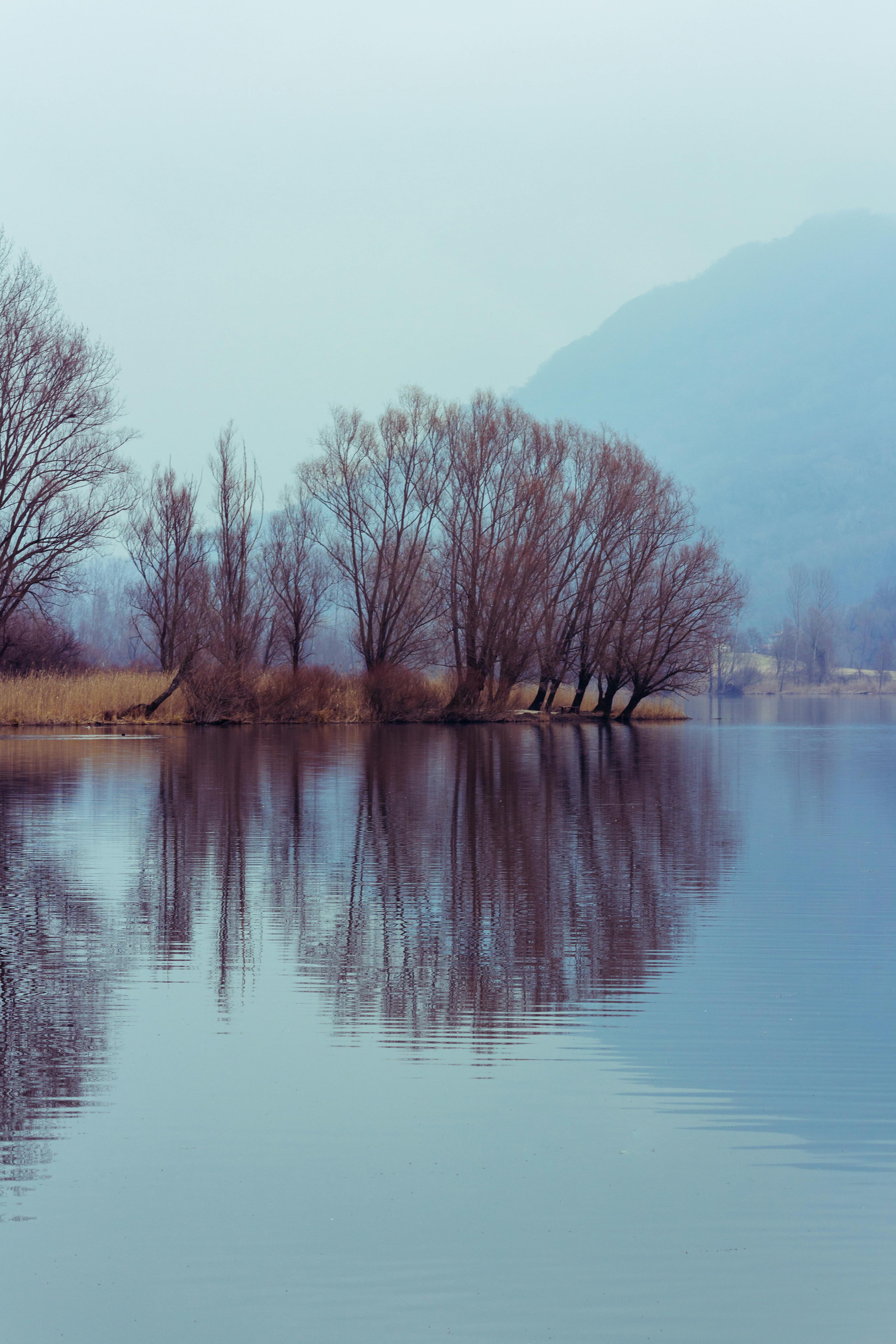 Trees by the Lake · Free Stock Photo