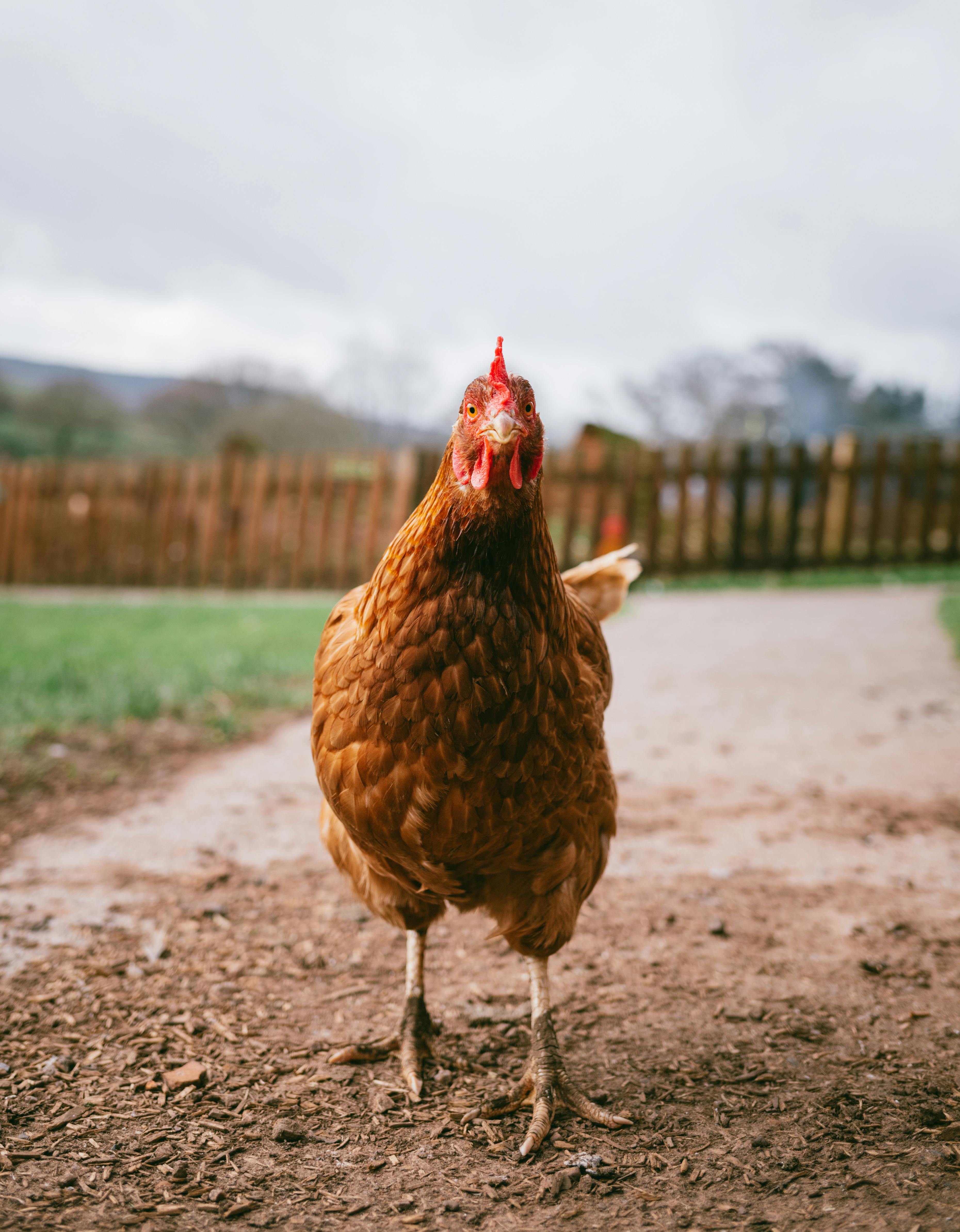 Hen with Chickens in Messy Country Yard · Free Stock Photo