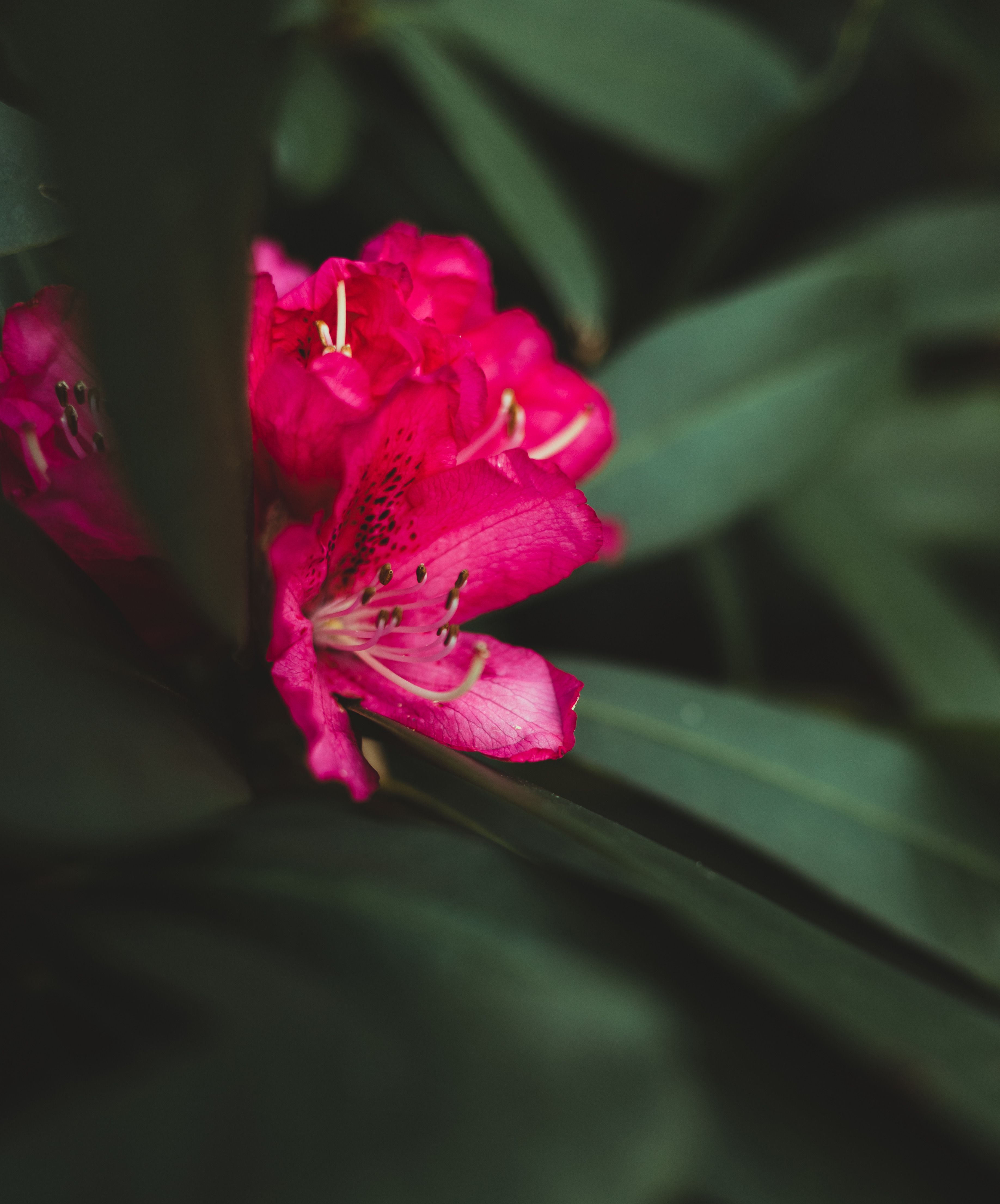 Azalea Flowers in Bloom · Free Stock Photo