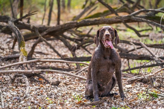 German Wirehaired Pointer Hunting: Traits & Characteristics