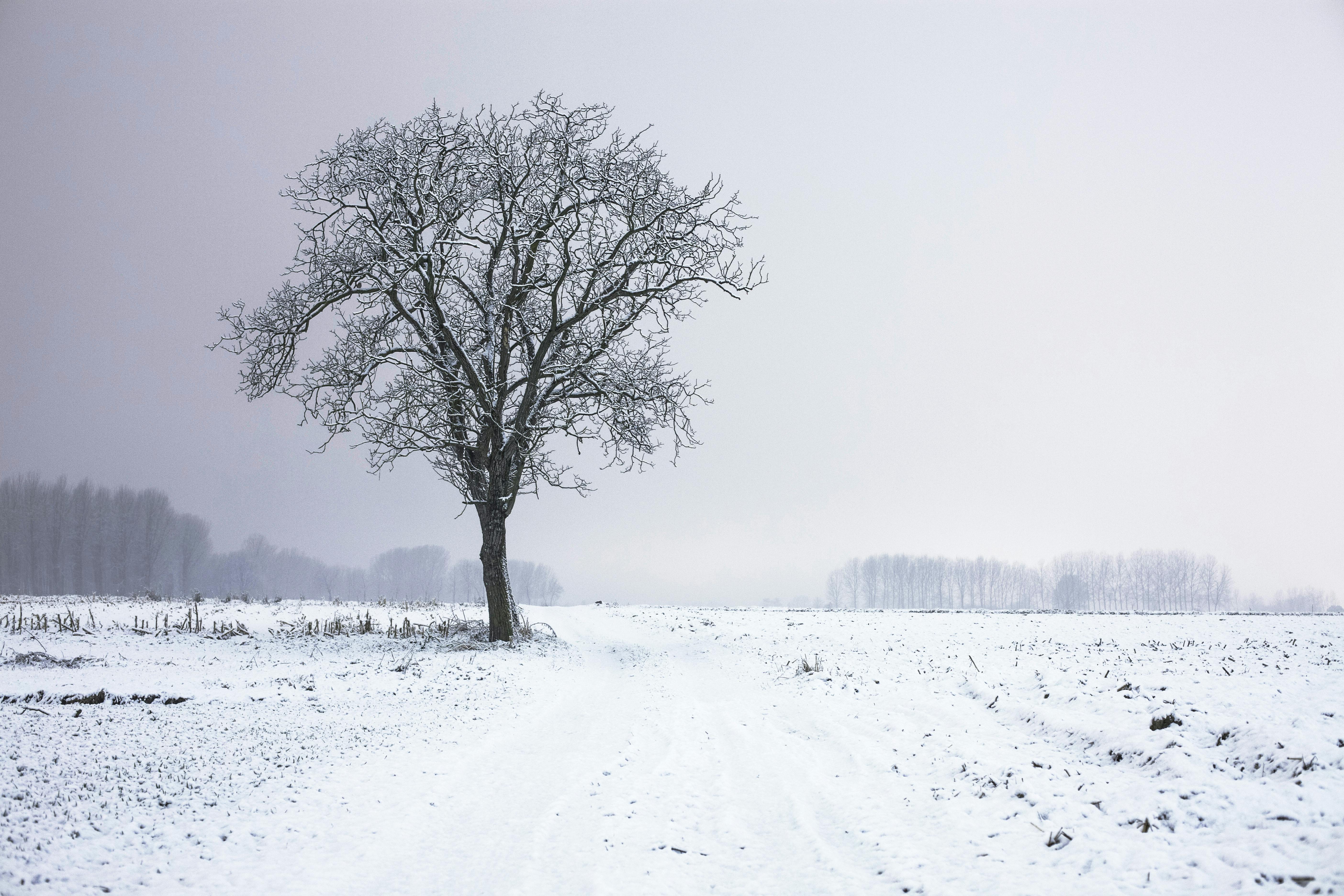 Lone tree in winter landscape · Free Stock Photo
