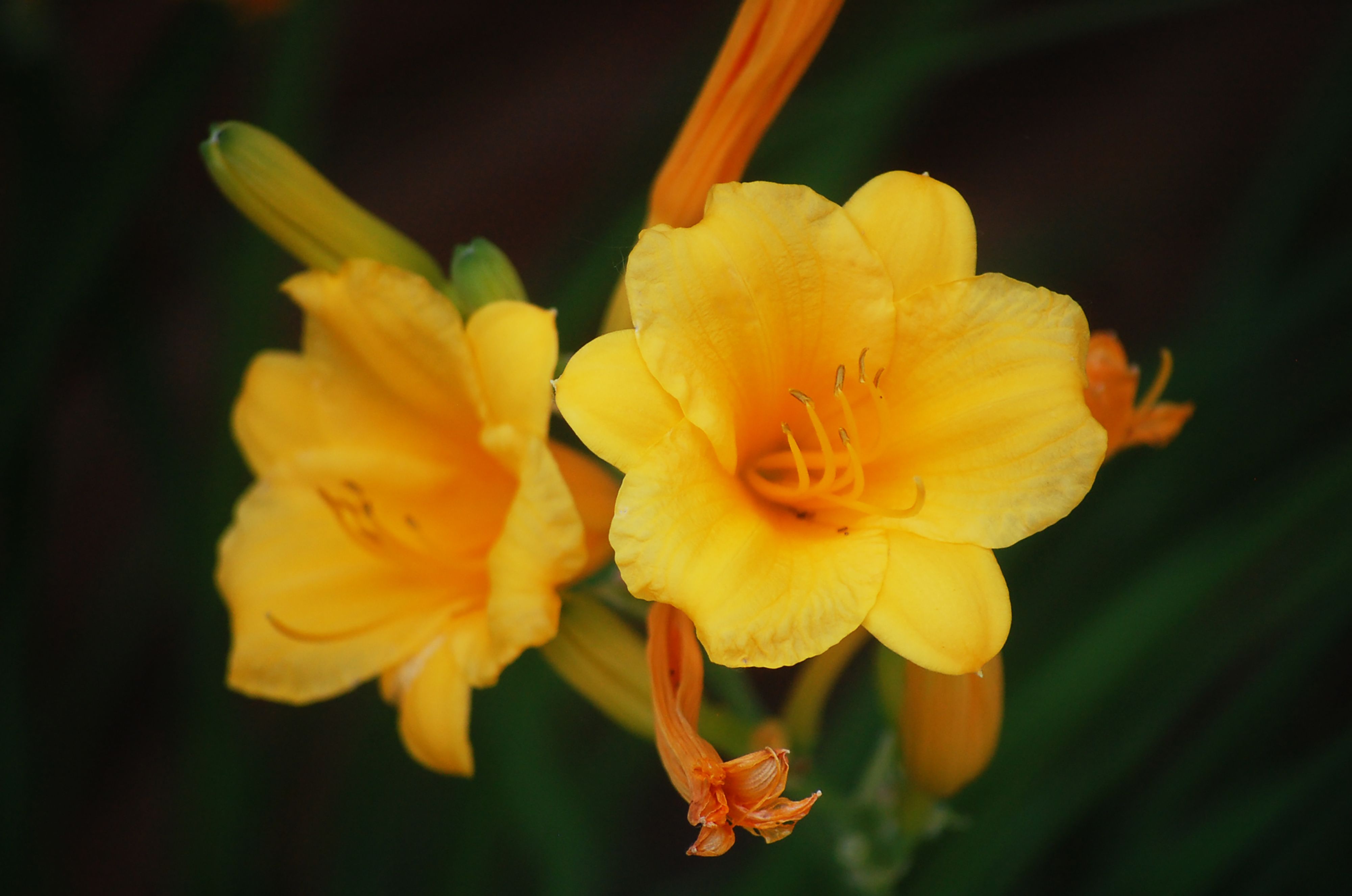 Yellow Flowers in Close Up Photography · Free Stock Photo