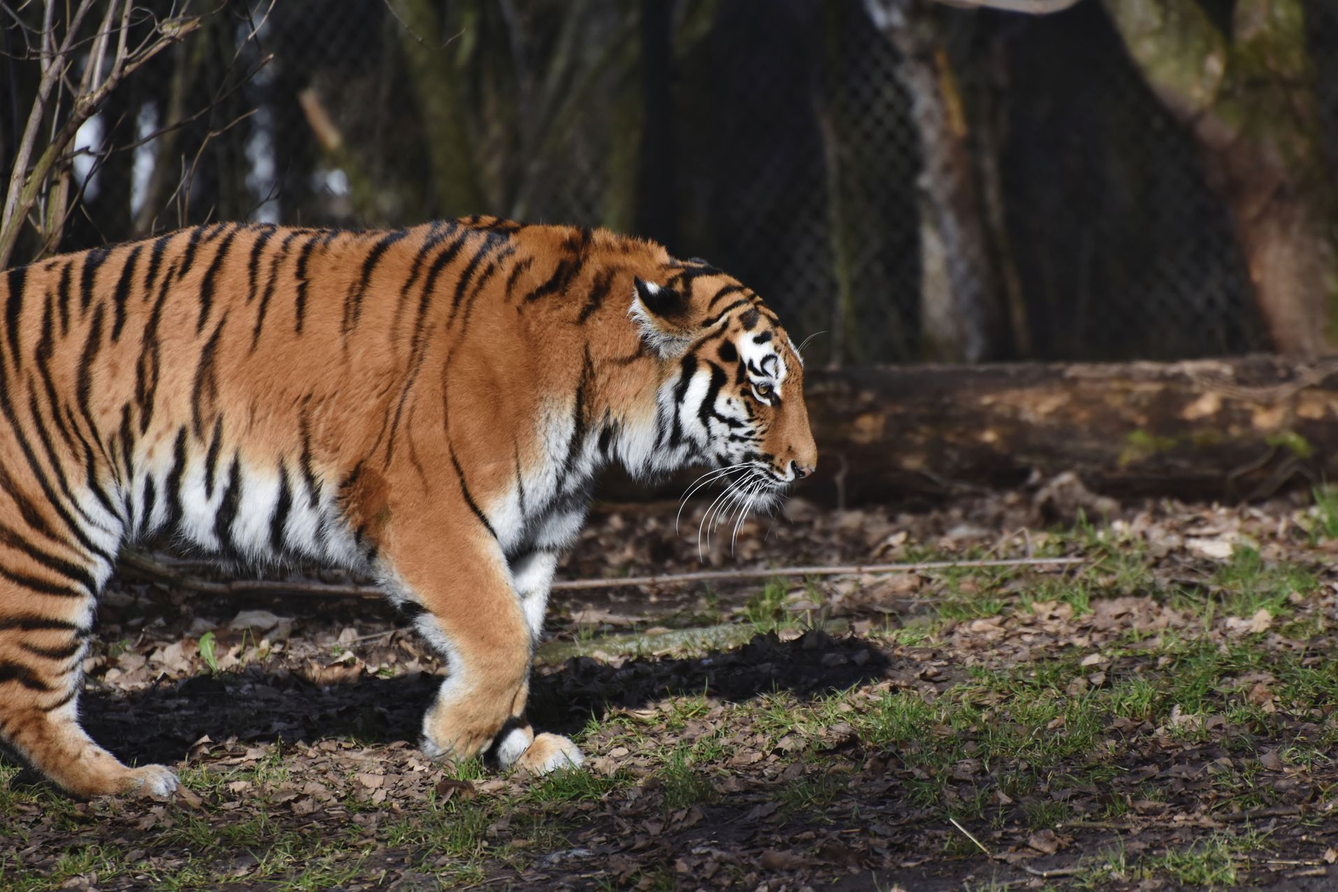 Tiger Population in India: A Simple Guide to Their Numbers
