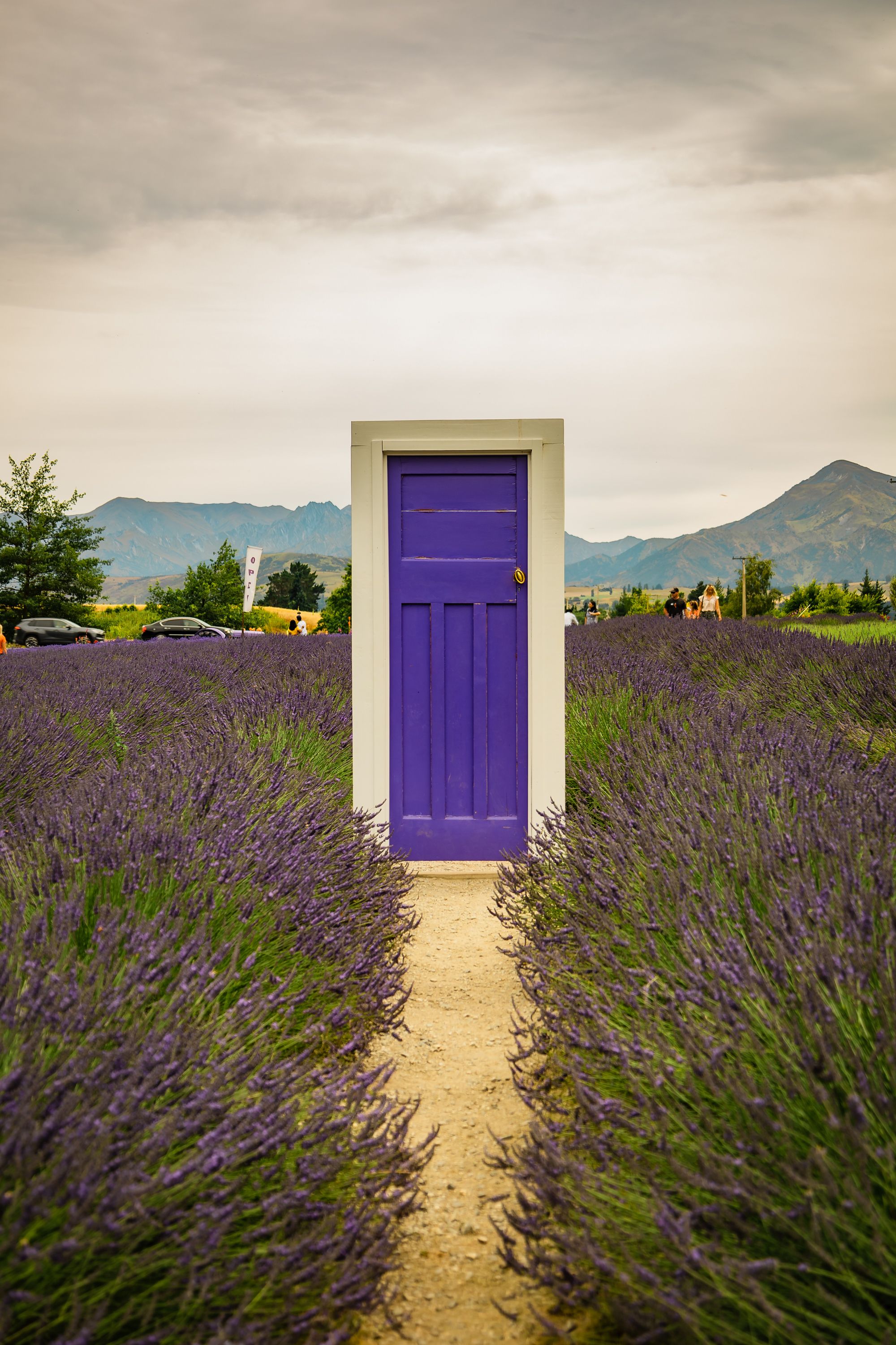 Man Standing in a Lavender Field · Free Stock Photo