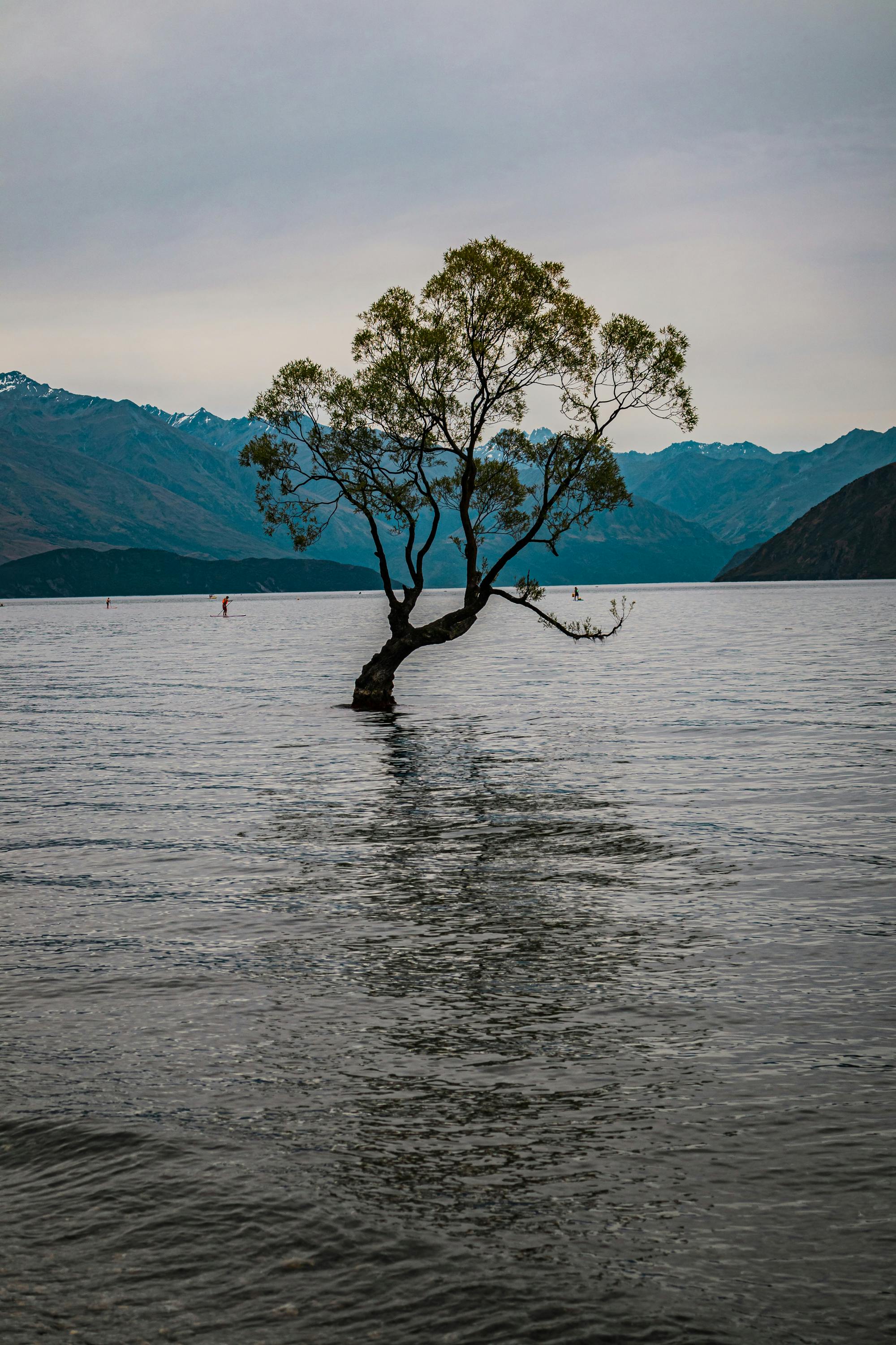 Green Trees Beside River · Free Stock Photo