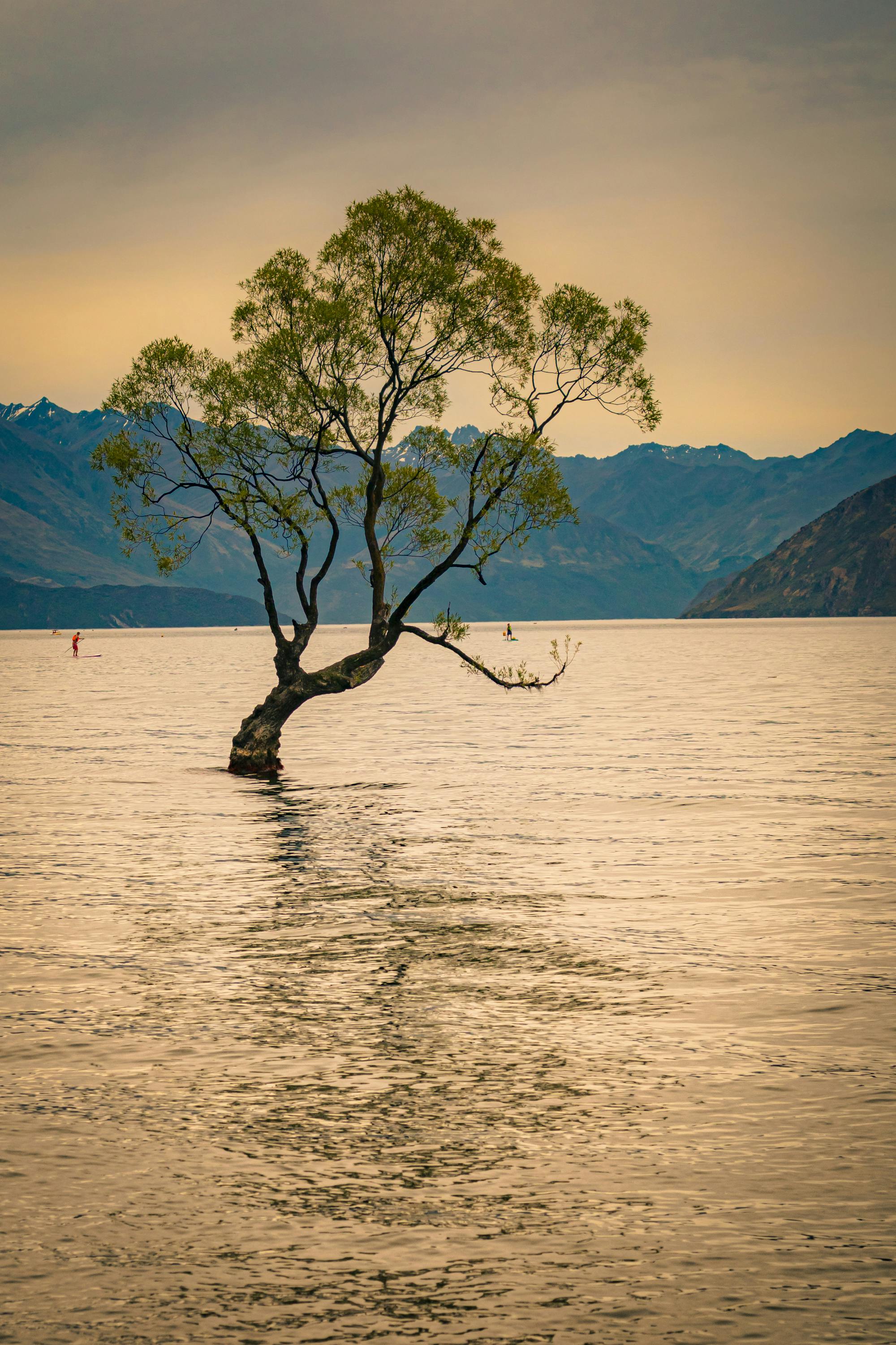 Tree in Lake · Free Stock Photo