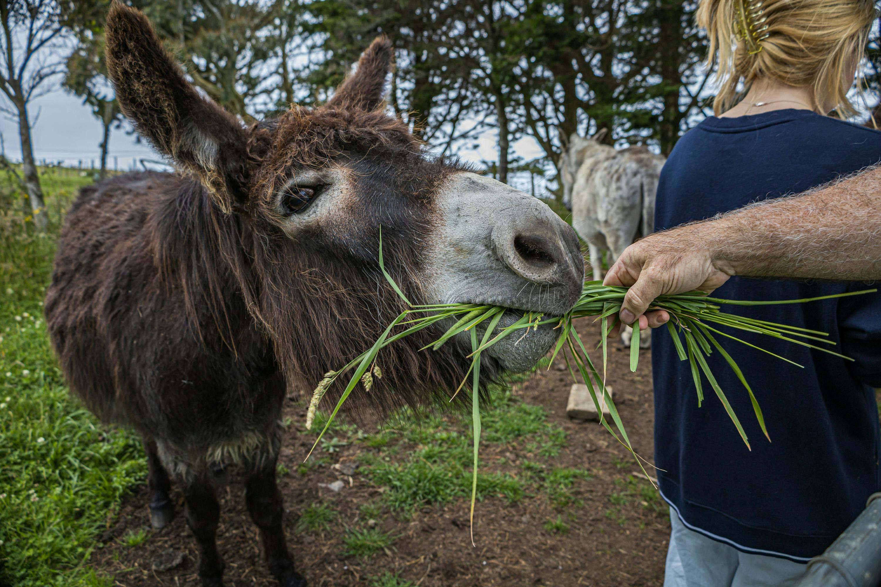 Close-up of Feeding a Donkey · Free Stock Photo