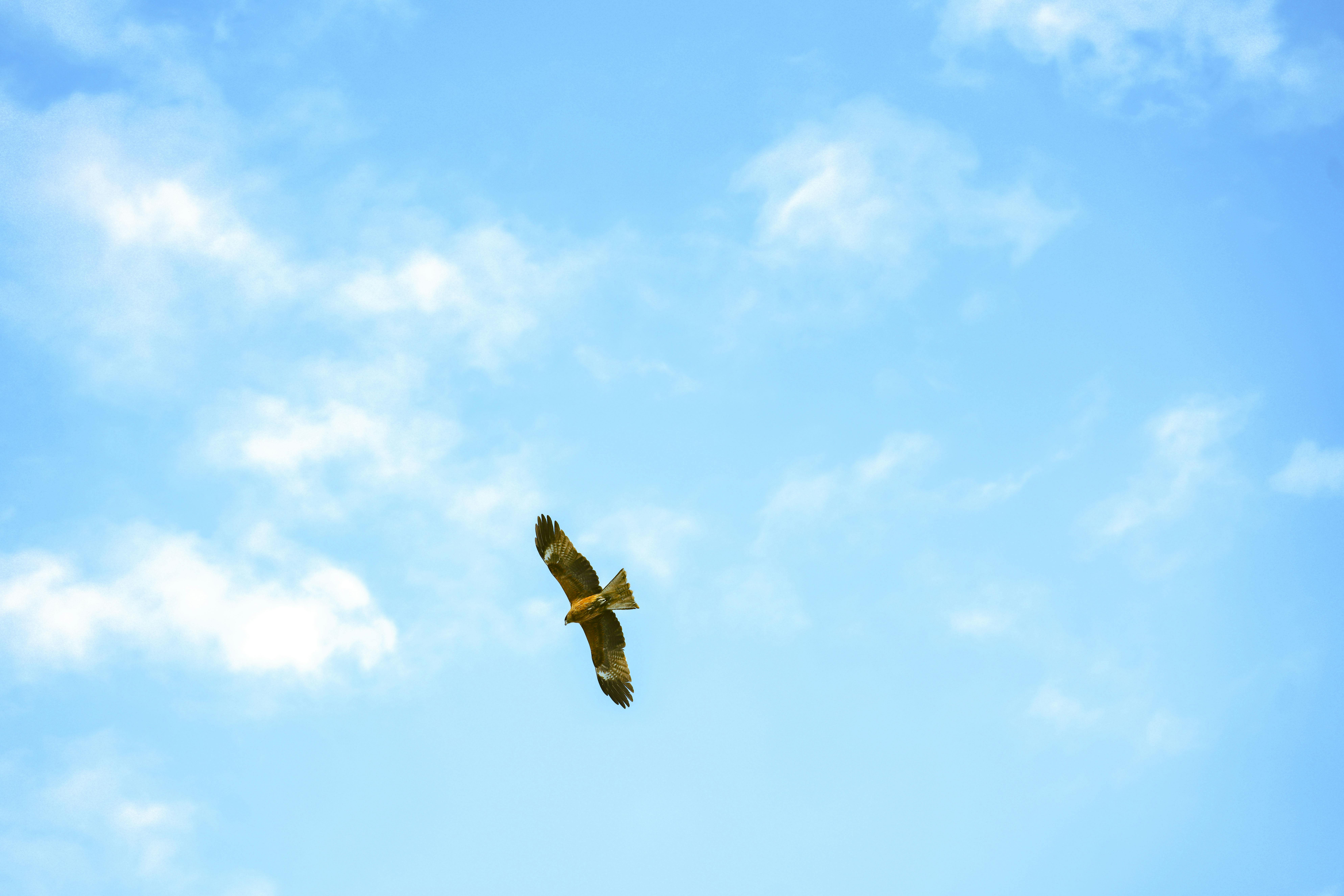 Bird Flying Under Blue Sky · Free Stock Photo