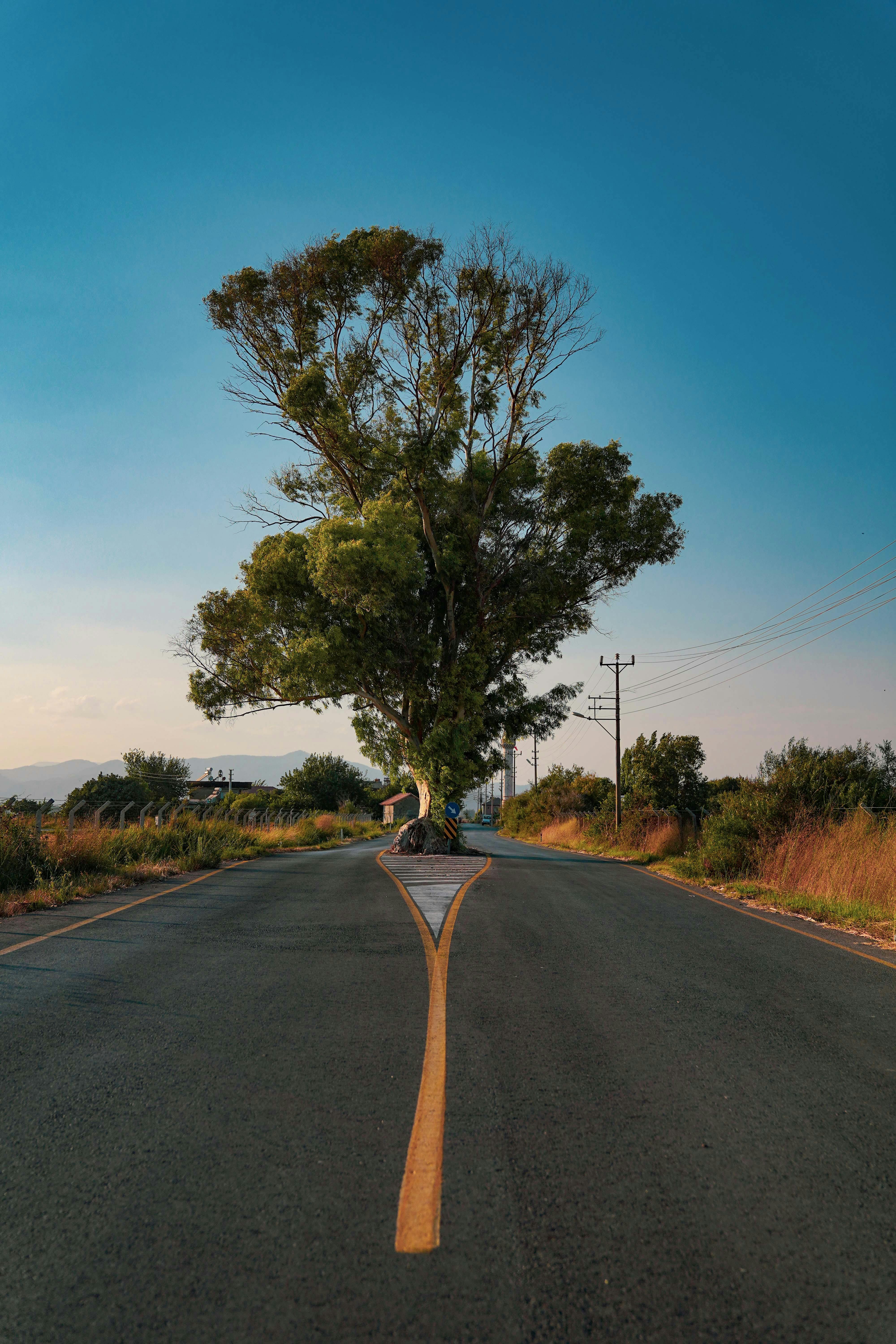 Green Tree in the Middle of the Road · Free Stock Photo