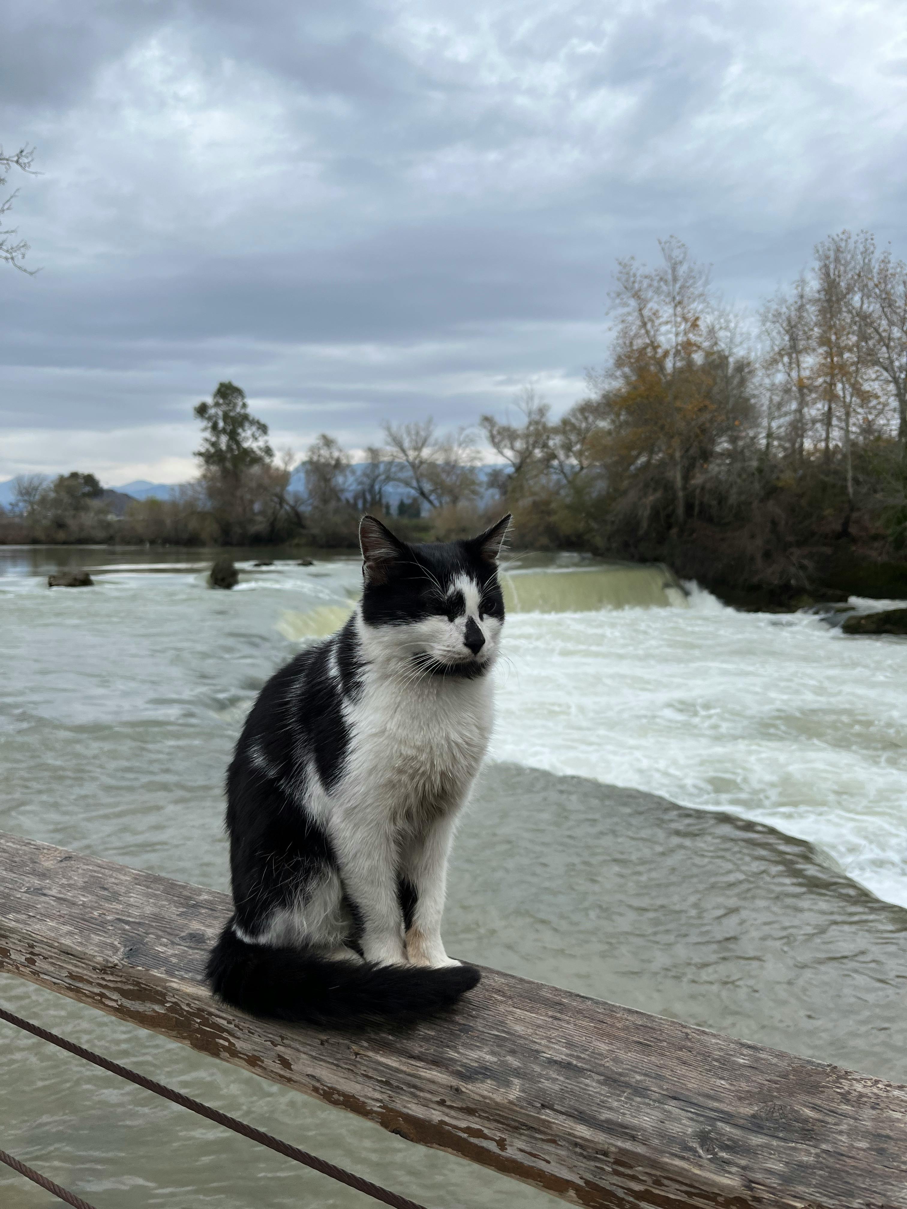 Cat And Sky Photos, Download The BEST Free Cat And Sky Stock Photos ...