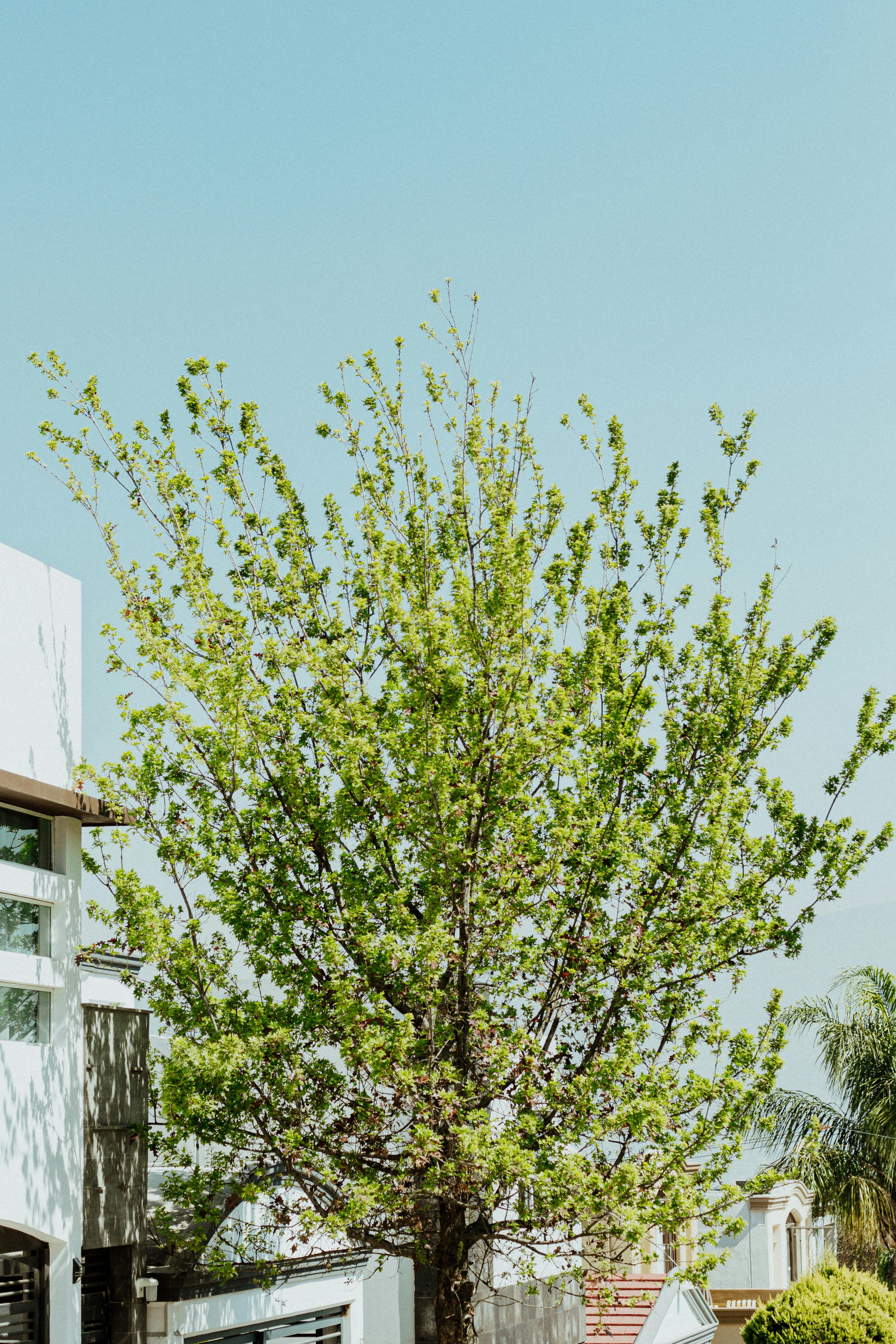 A Tree beside a Building · Free Stock Photo