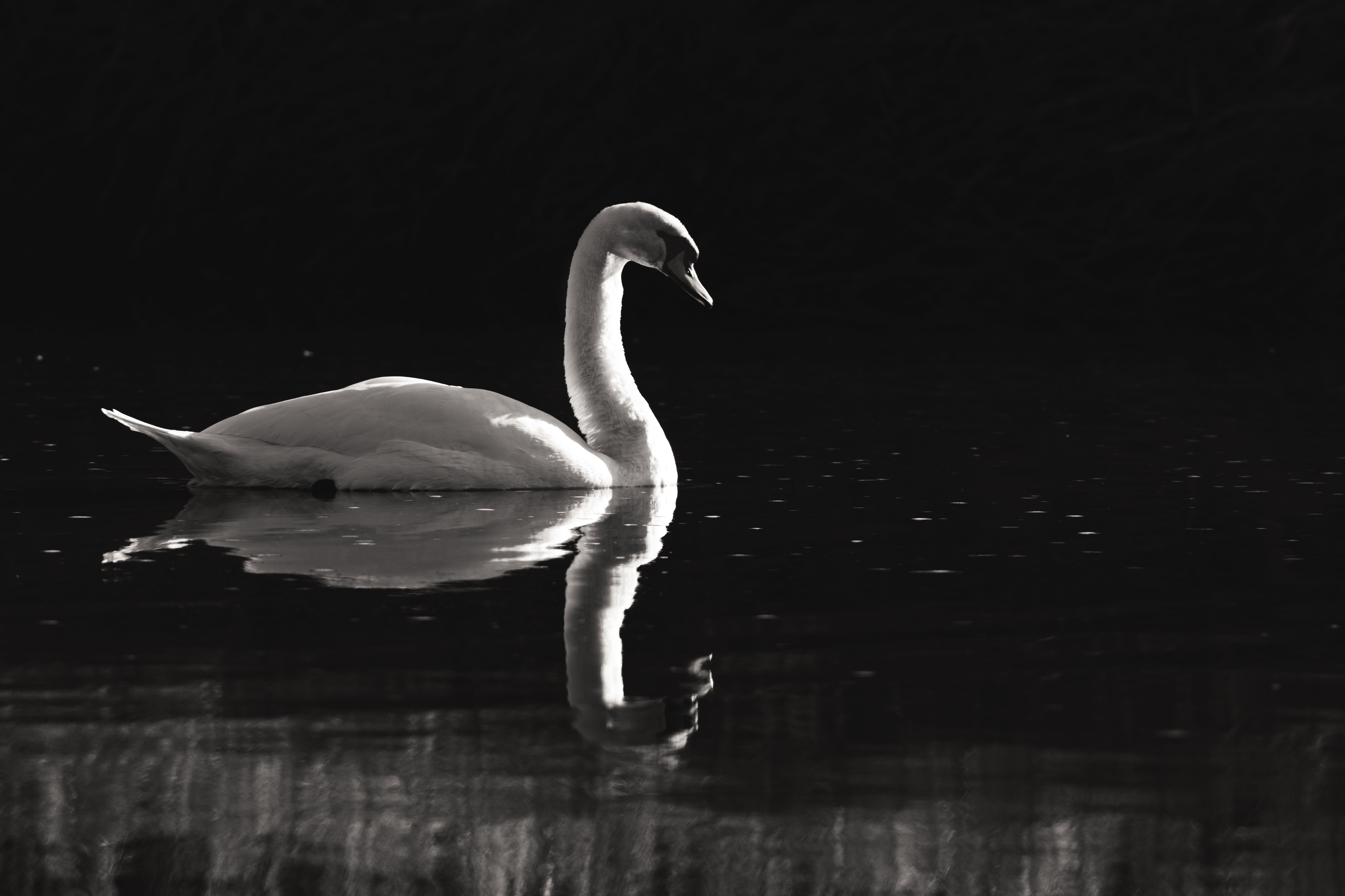 Grayscale Photo of a Mute Swan · Free Stock Photo