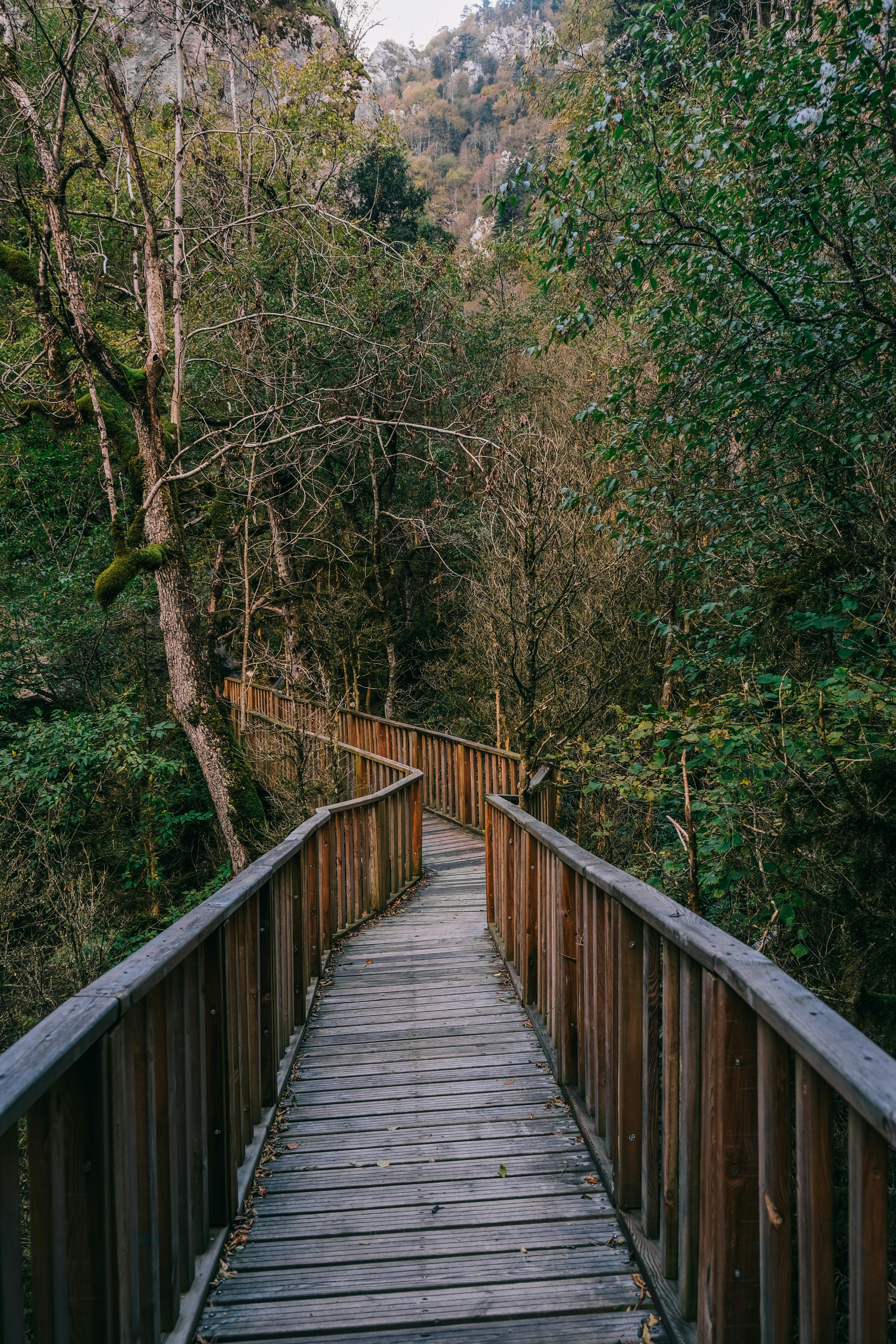 Brown Wooden Bridge in Forest · Free Stock Photo