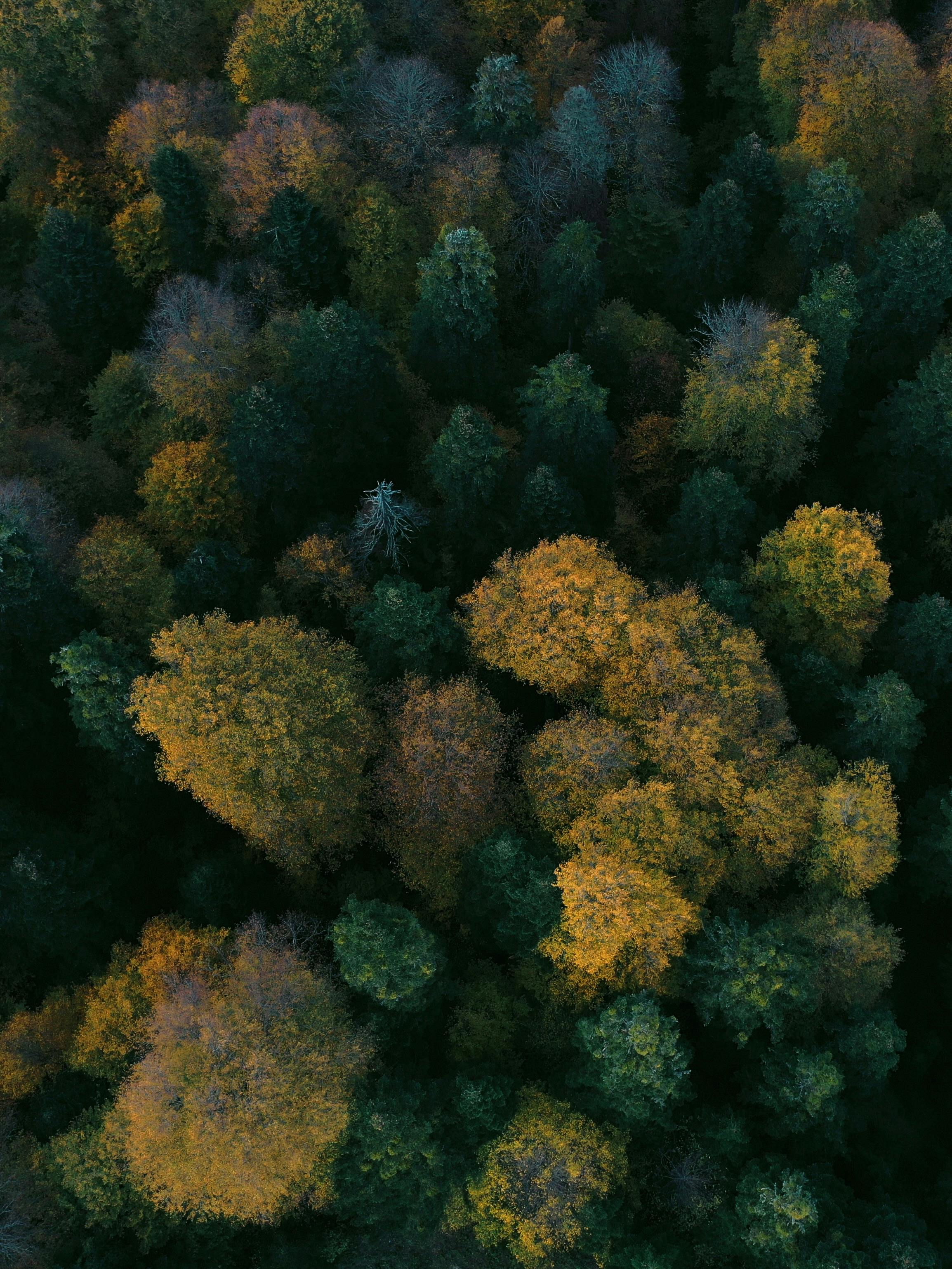 Aerial View of Green Forest · Free Stock Photo