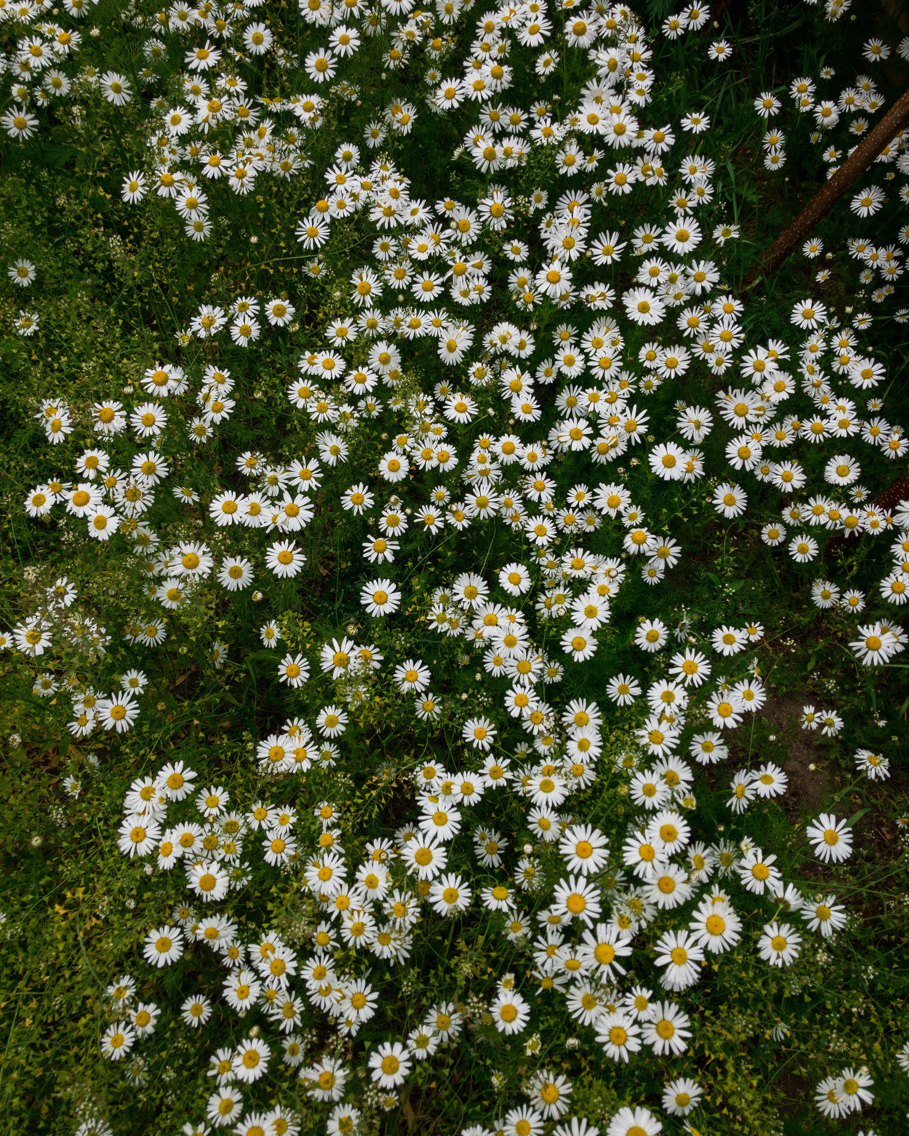 High-Angle Shot of Common Daisy Flower Field · Free Stock Photo