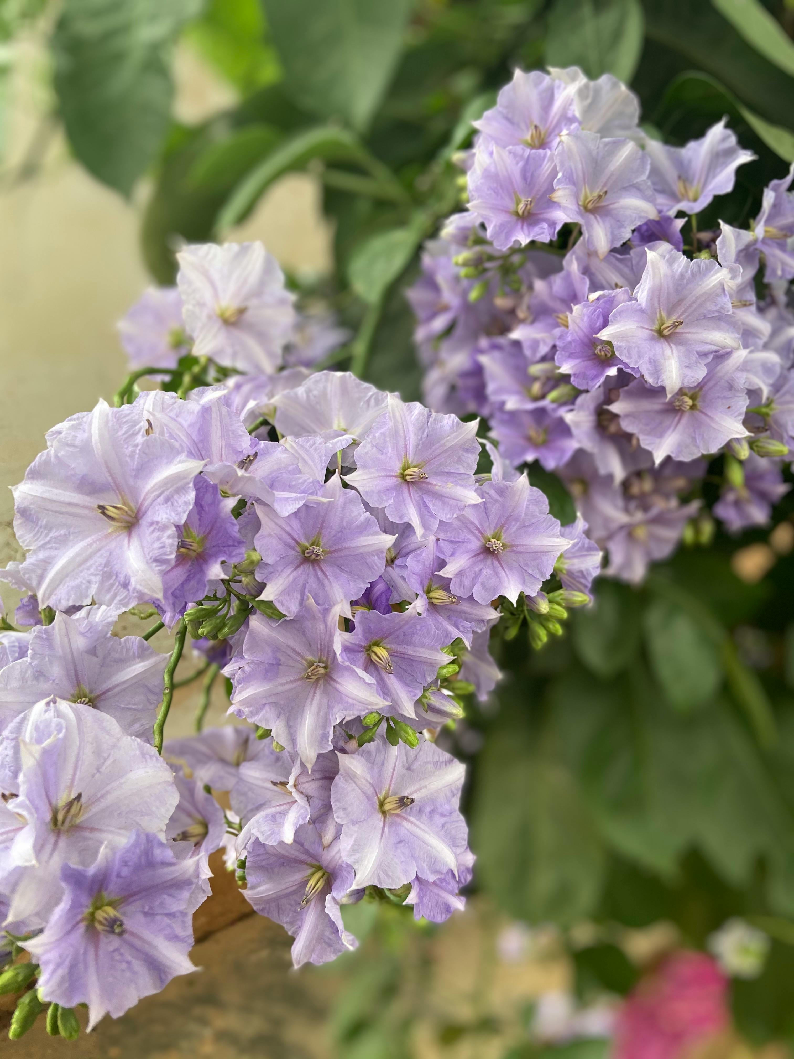 Kinley Yangden - 摄影