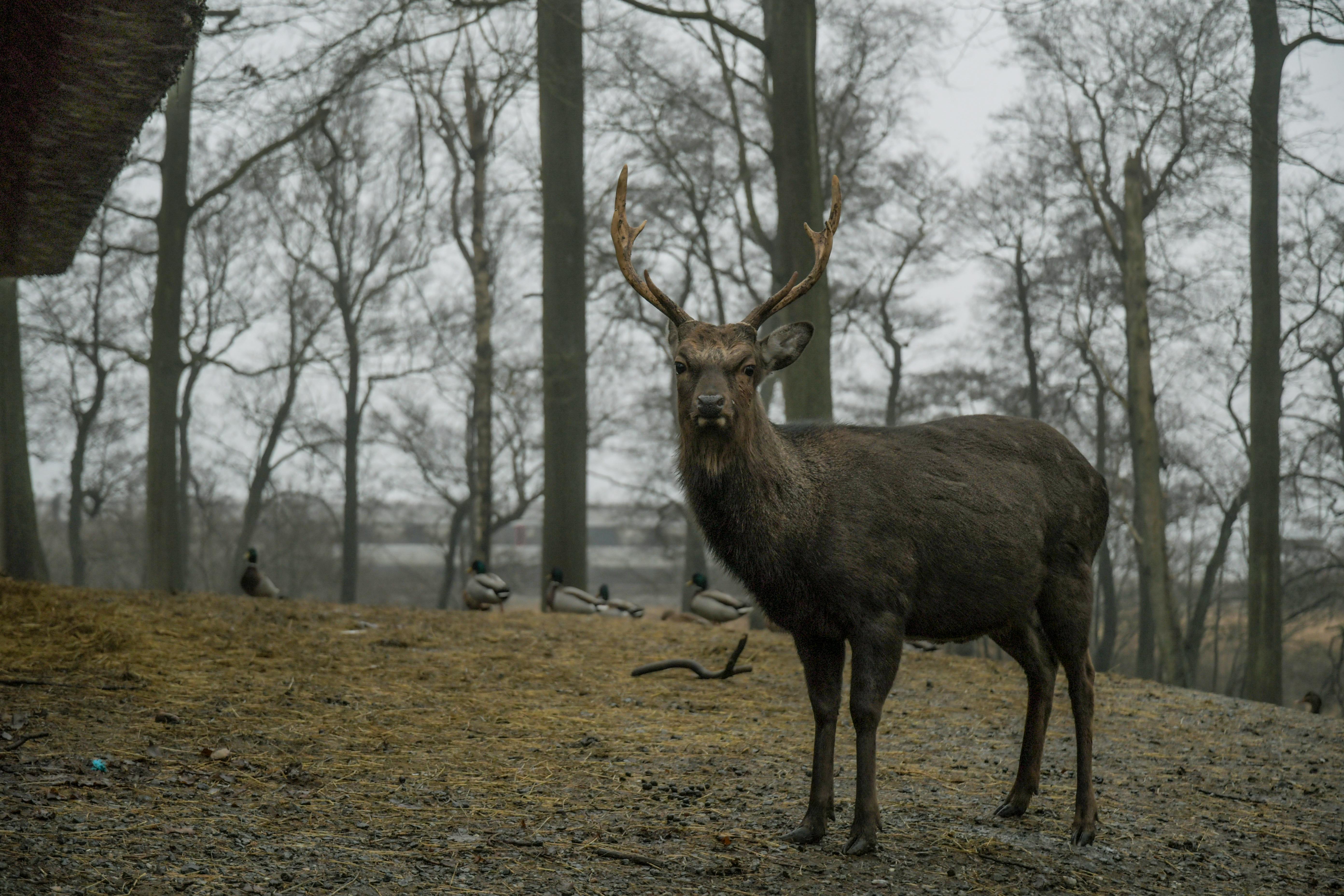 Brown Deer At Open Field · Free Stock Photo