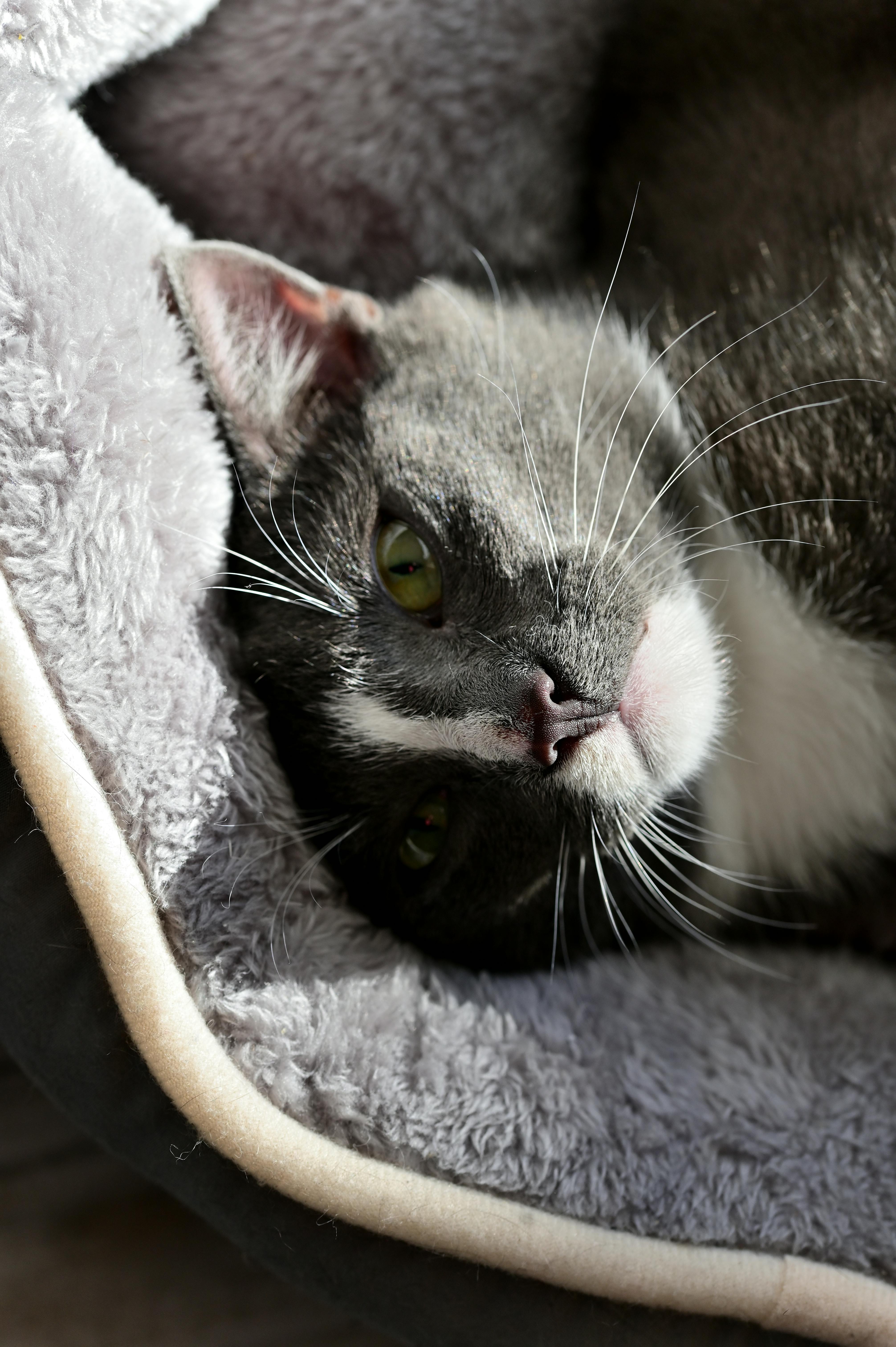 Close up of Cat Head · Free Stock Photo