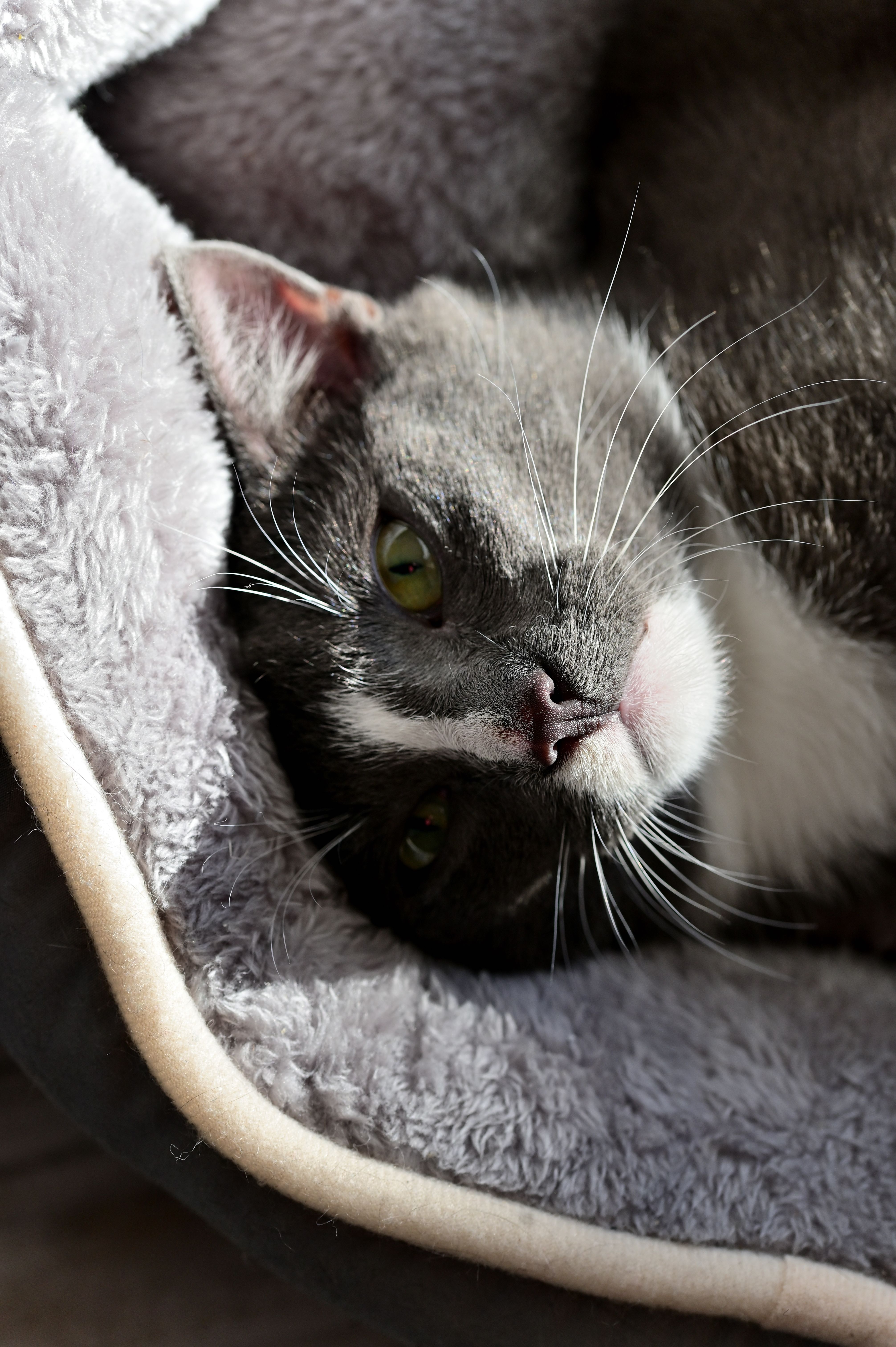 Close up of Cat Head · Free Stock Photo
