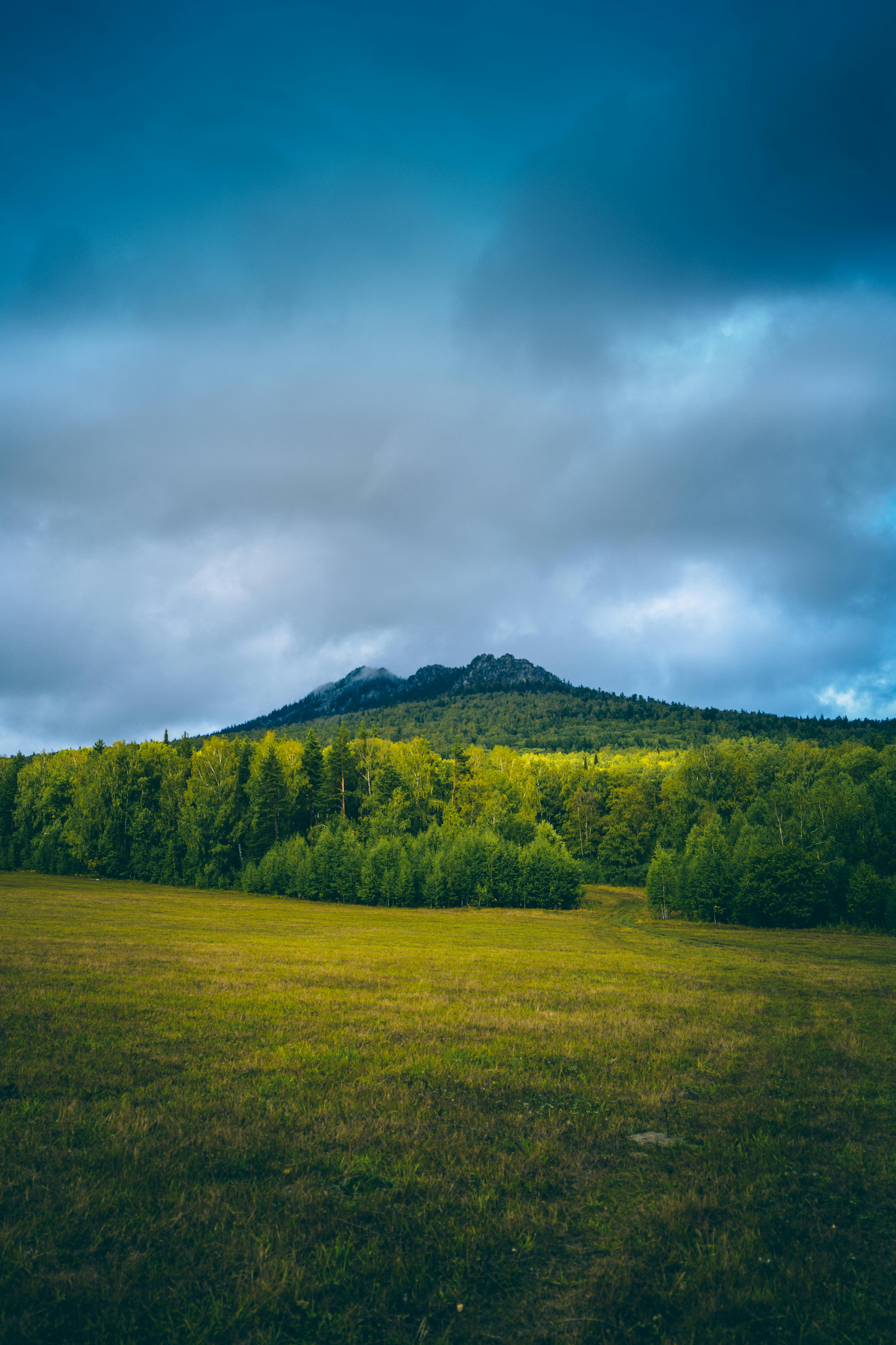 Grassfield near Trees · Free Stock Photo