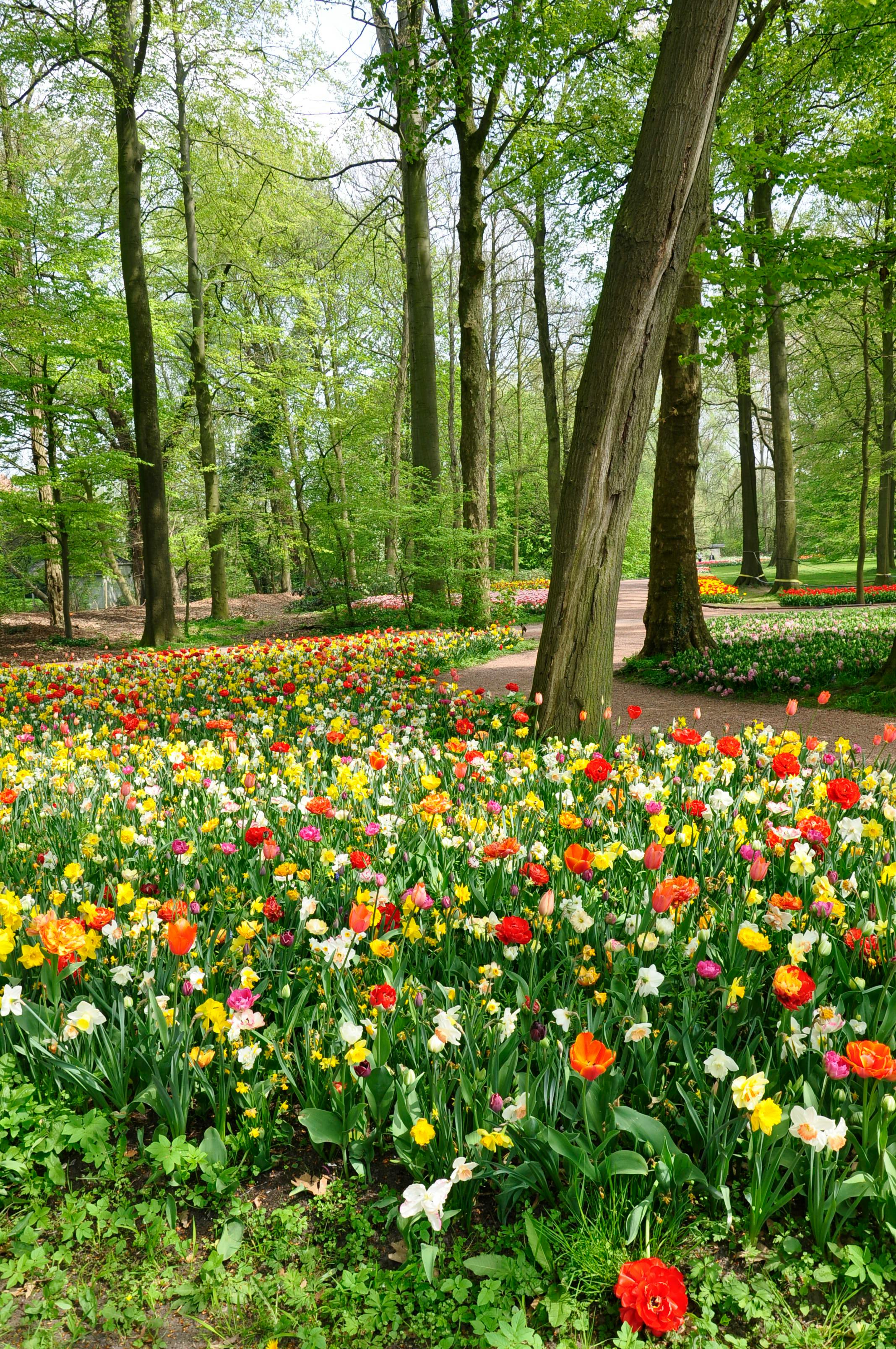 Tulips Landscape Photos, Download The BEST Free Tulips Landscape Stock ...